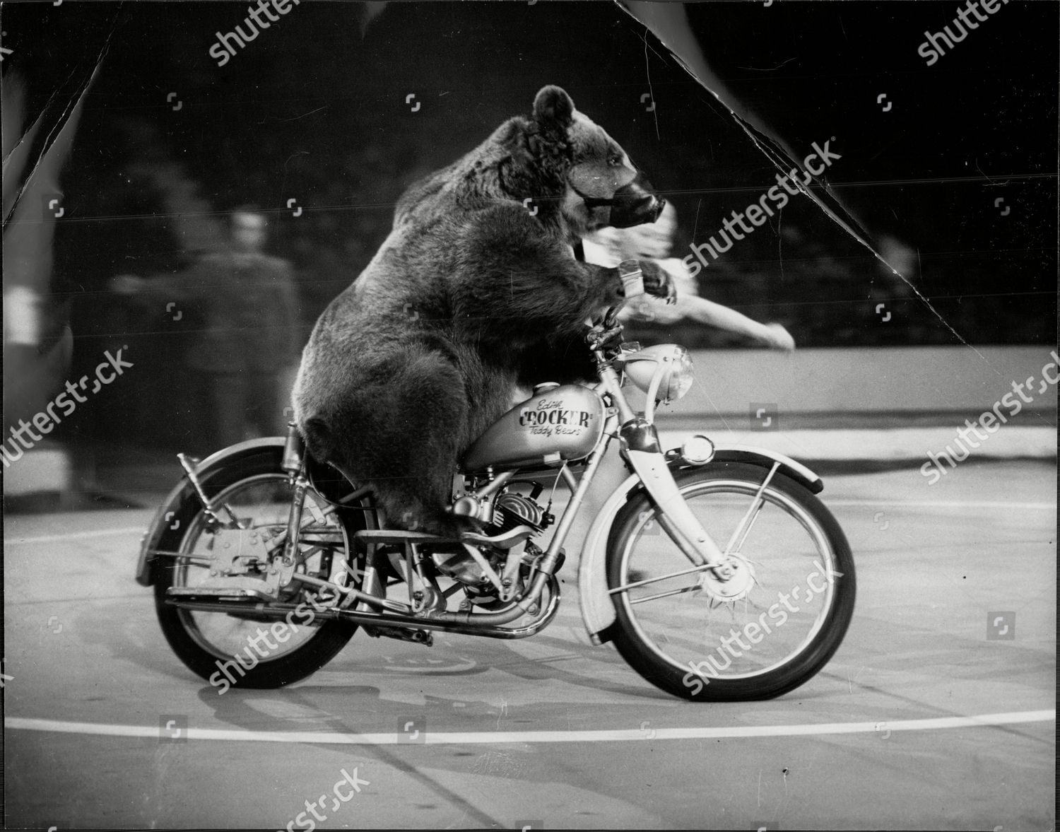 Entertainment Circus Acts Animal Acts One Editorial Stock Photo - Stock ...