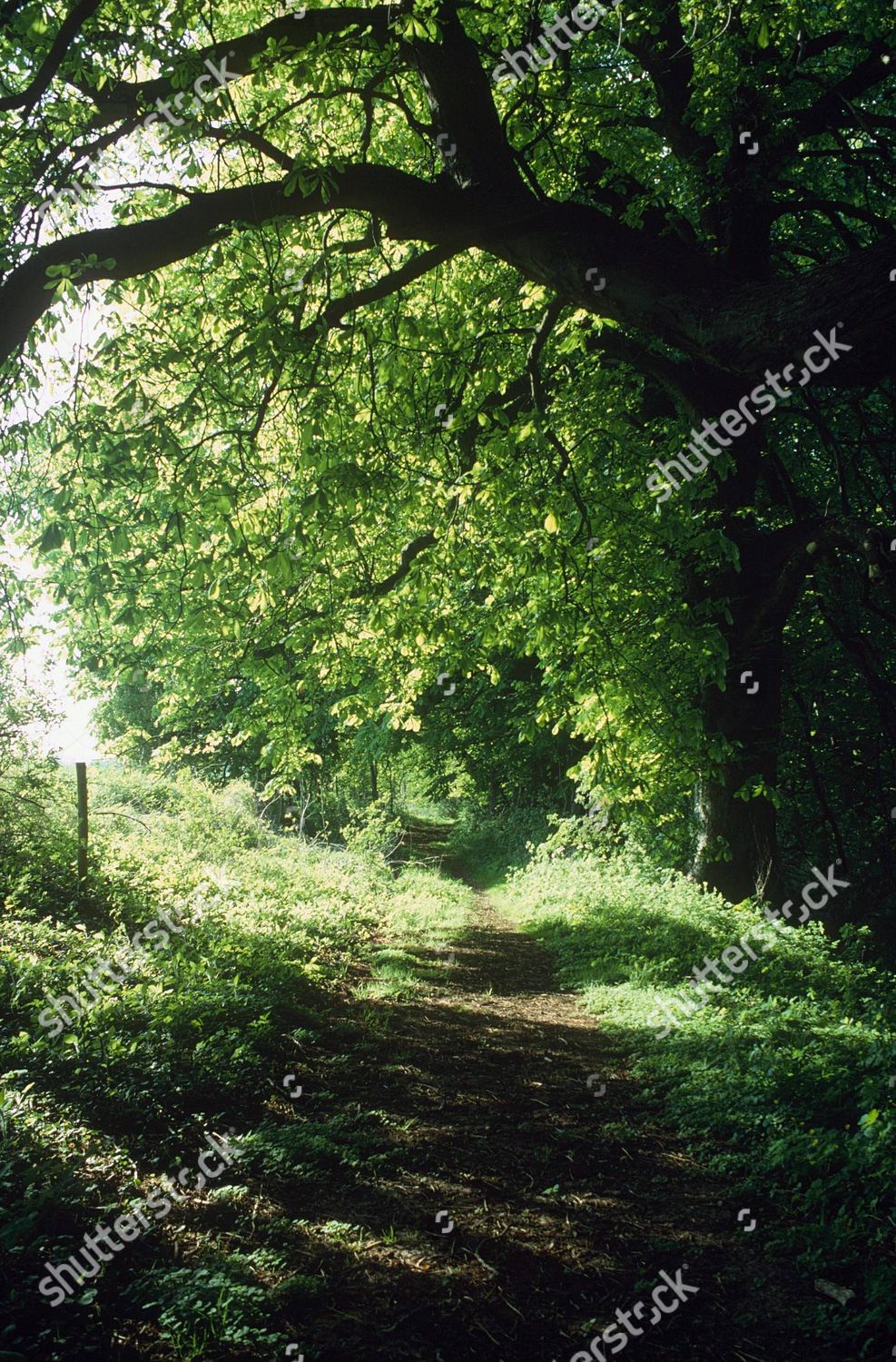 Woodland Footpath Rousham Oxfordshire Britain Editorial Stock Photo ...