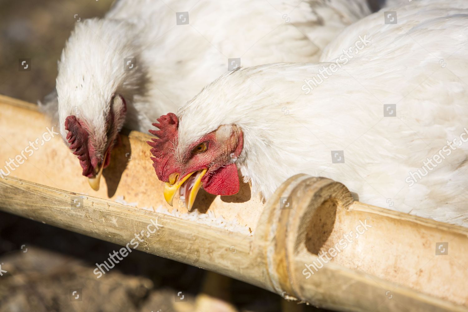 Chickens Pecking Food Traditional Bamboo Trough Editorial Stock Photo ...
