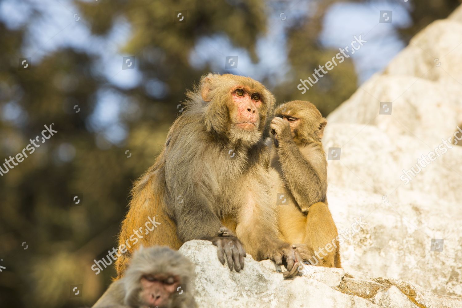 Monkeys Pashupatinath Temple Kathmandu Nepal Editorial Stock Photo ...