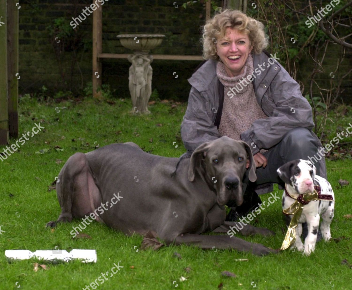 Anne Atkins Hamlet Great Dane Puppy Editorial Stock Photo - Stock Image | Shutterstock