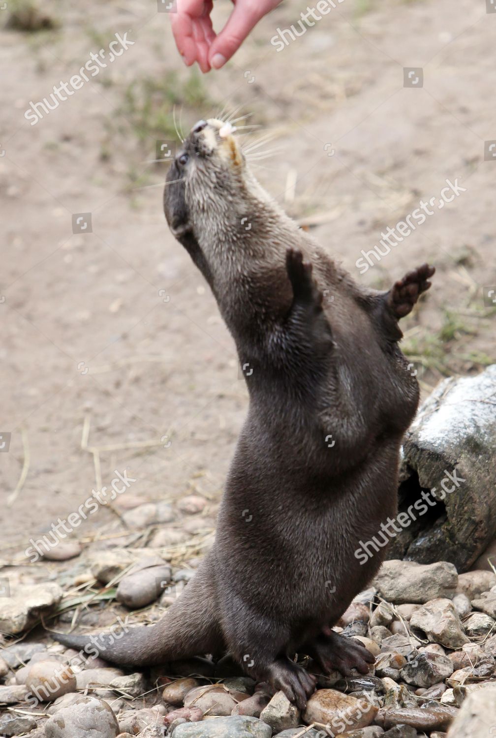 Asian Short Clawed Otter Daze Stretches Editorial Stock Photo - Stock ...