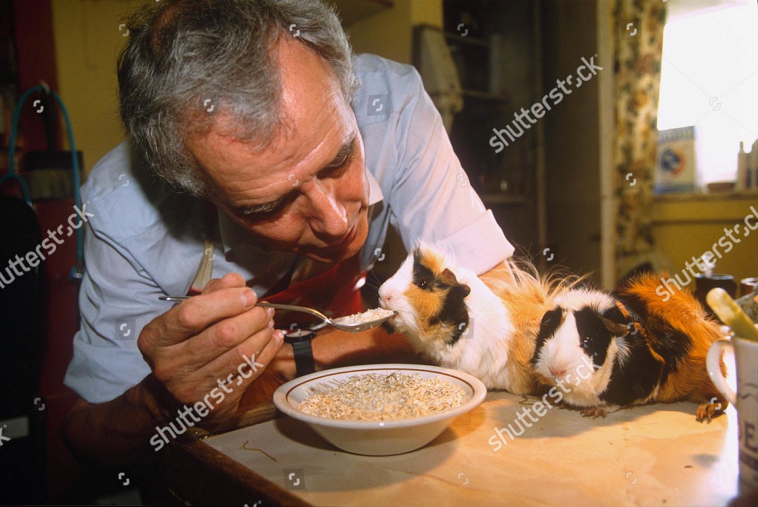 Peter Gurney Feeding Pair Guinea Pigs Editorial Stock Photo - Stock ...