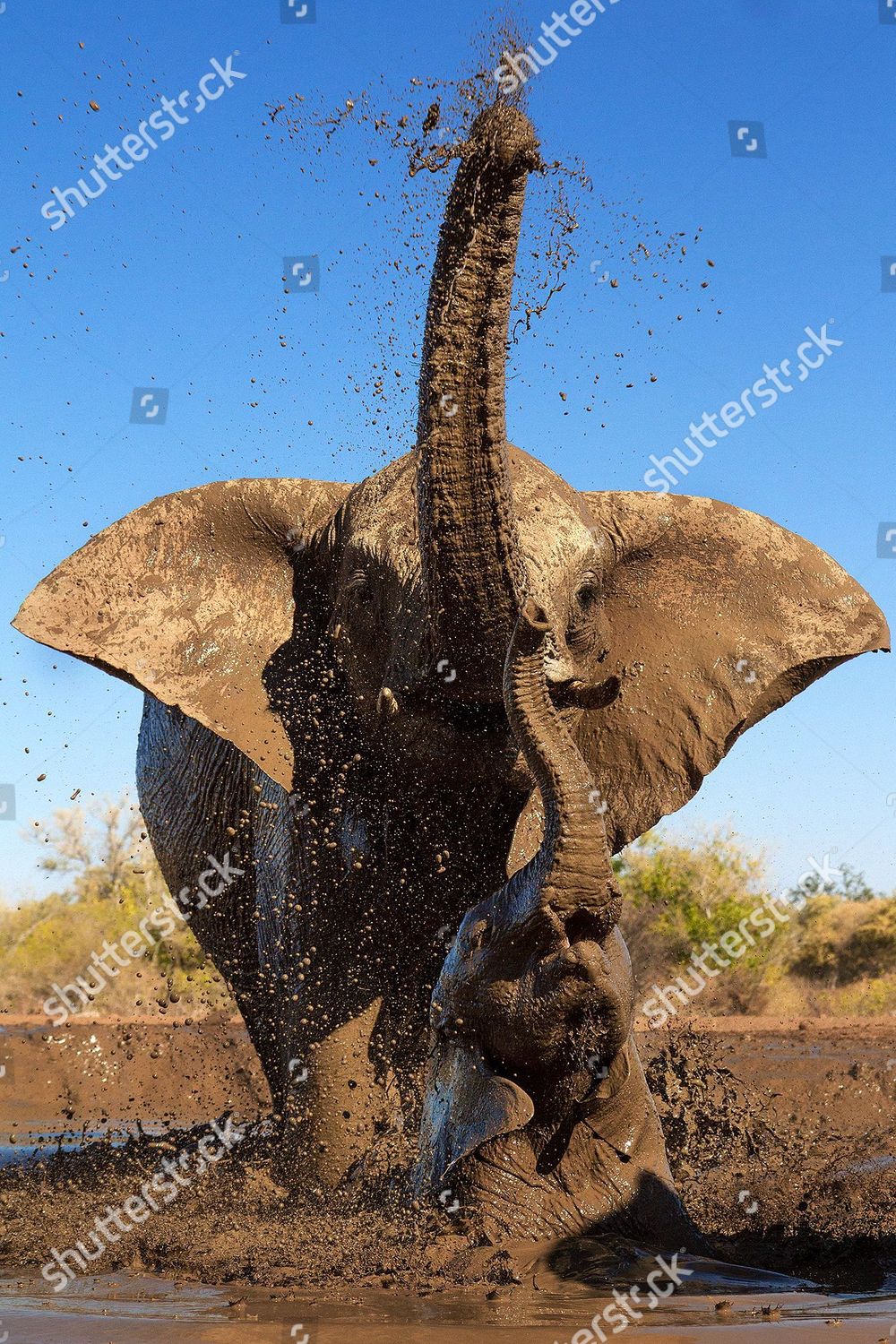 Adult Baby Elephant Spraying Water Their Editorial Stock Photo - Stock ...