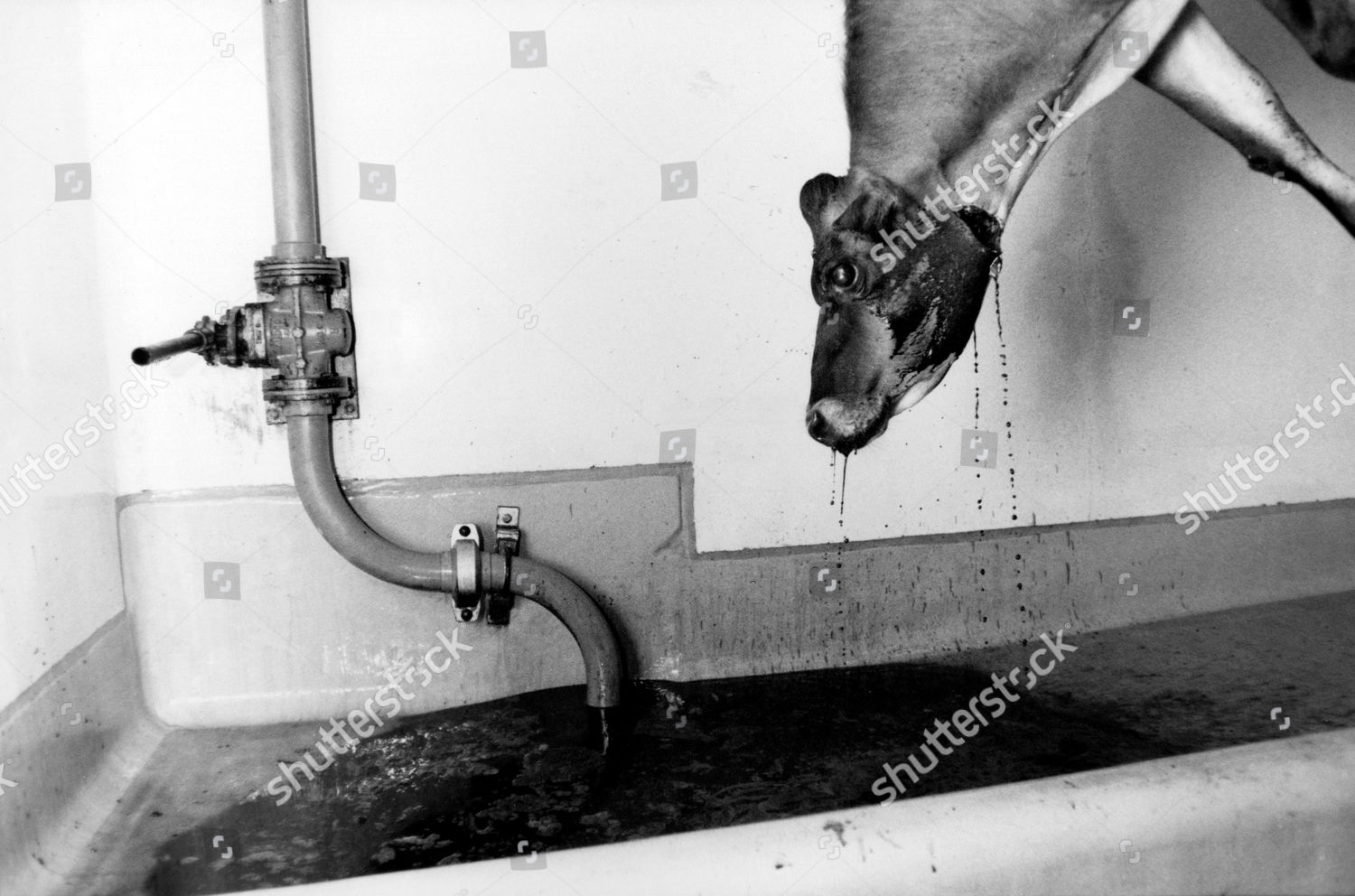 Slaughtered Cow Hung Bleed Editorial Stock Photo - Stock Image ...
