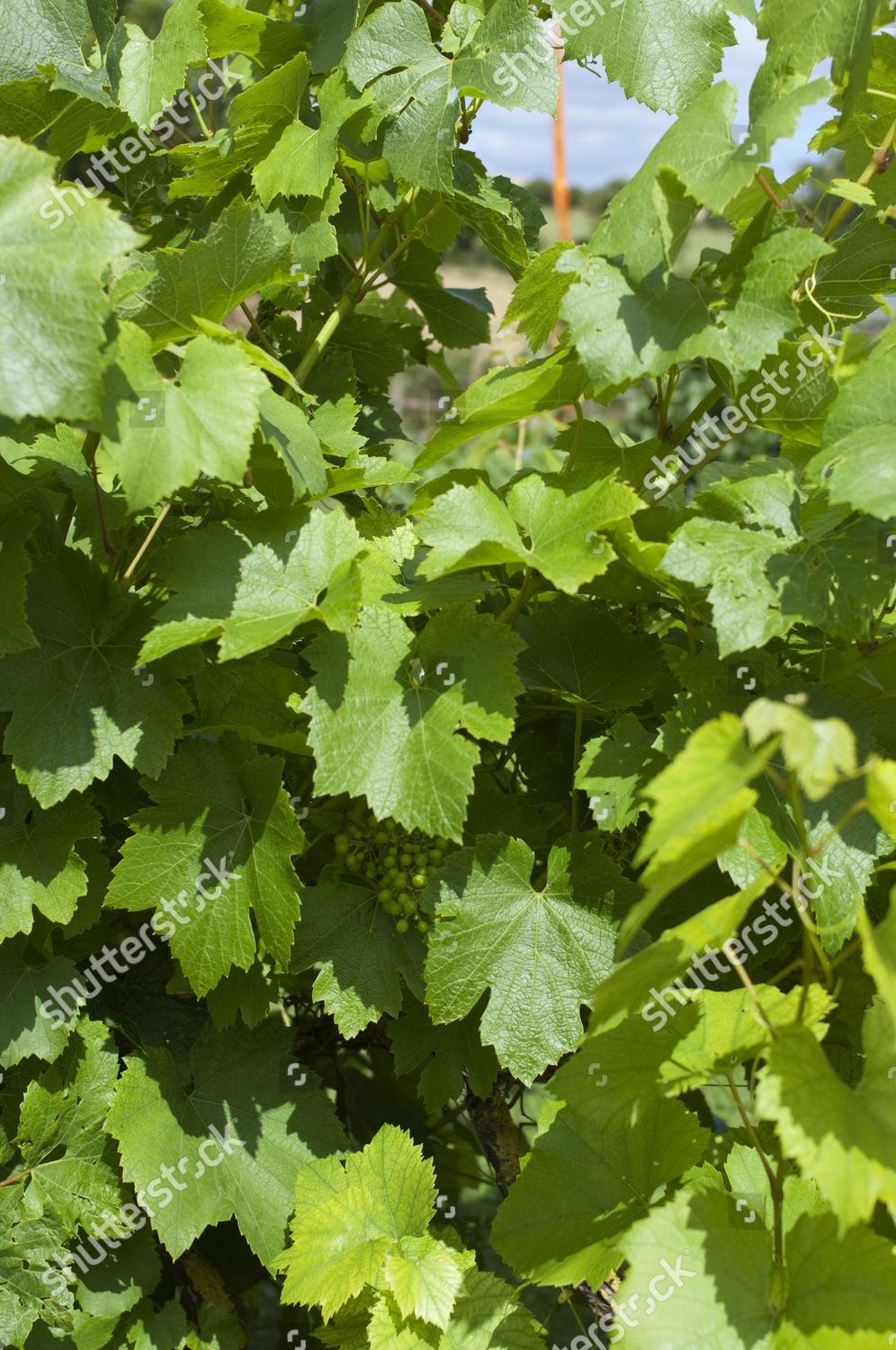 Grapes Growing Vegetable Garden Brighton East Editorial Stock Photo ...