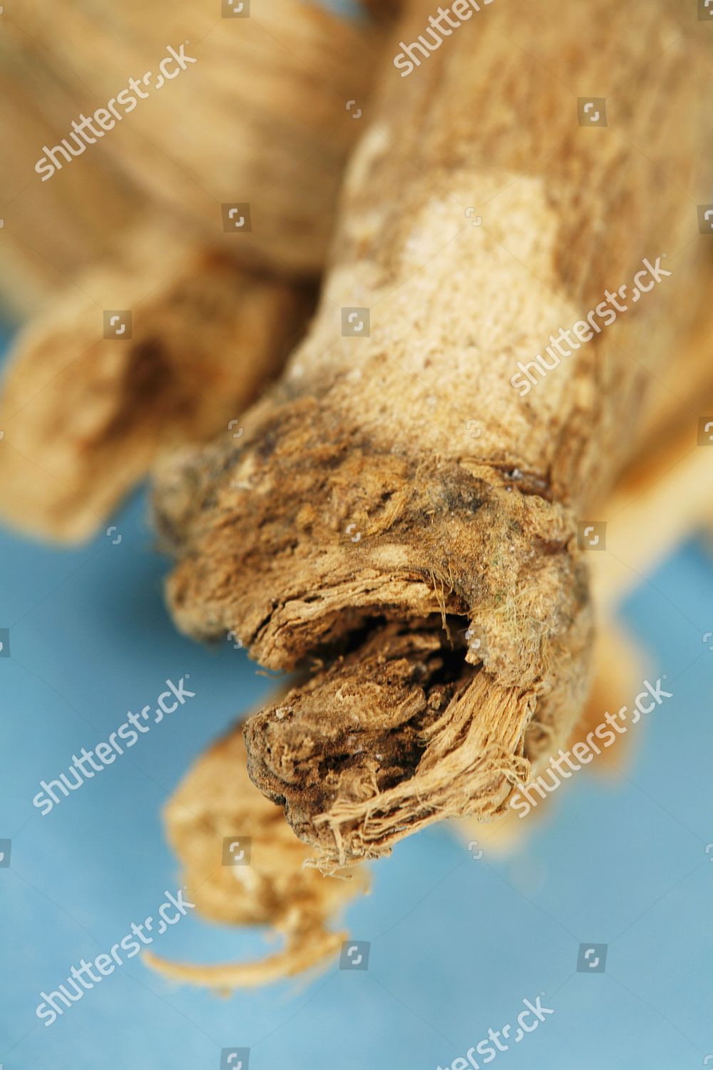 Marsh Mallow Althea Officinalis Root Editorial Stock Photo - Stock ...