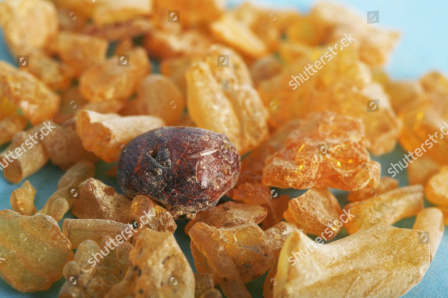 Sandarac Gum Tetraclinis Articulata Editorial Stock Photo - Stock Image ...