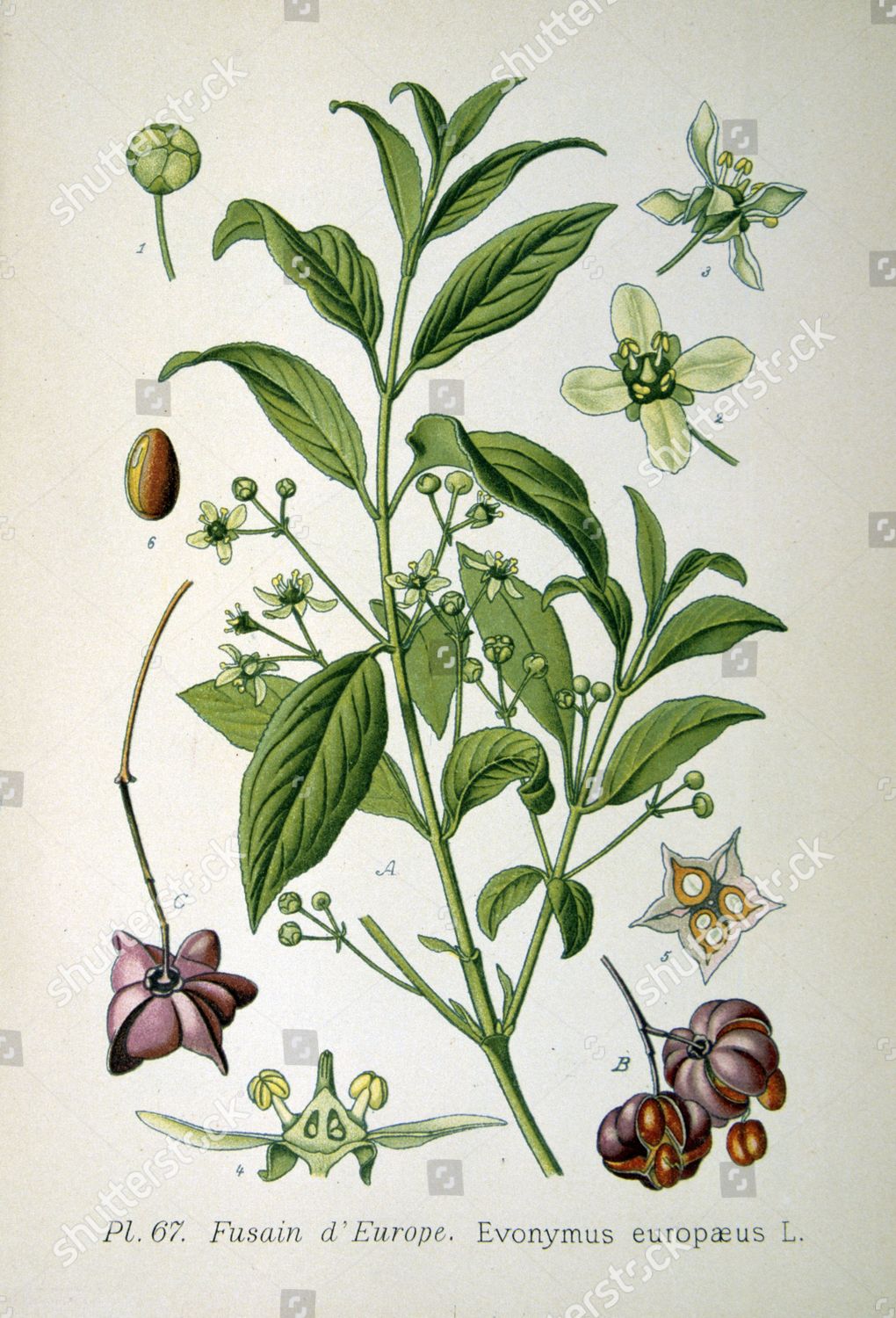 Spindle Tree Eunymus Europeaeus Showing Flowering Editorial Stock Photo ...