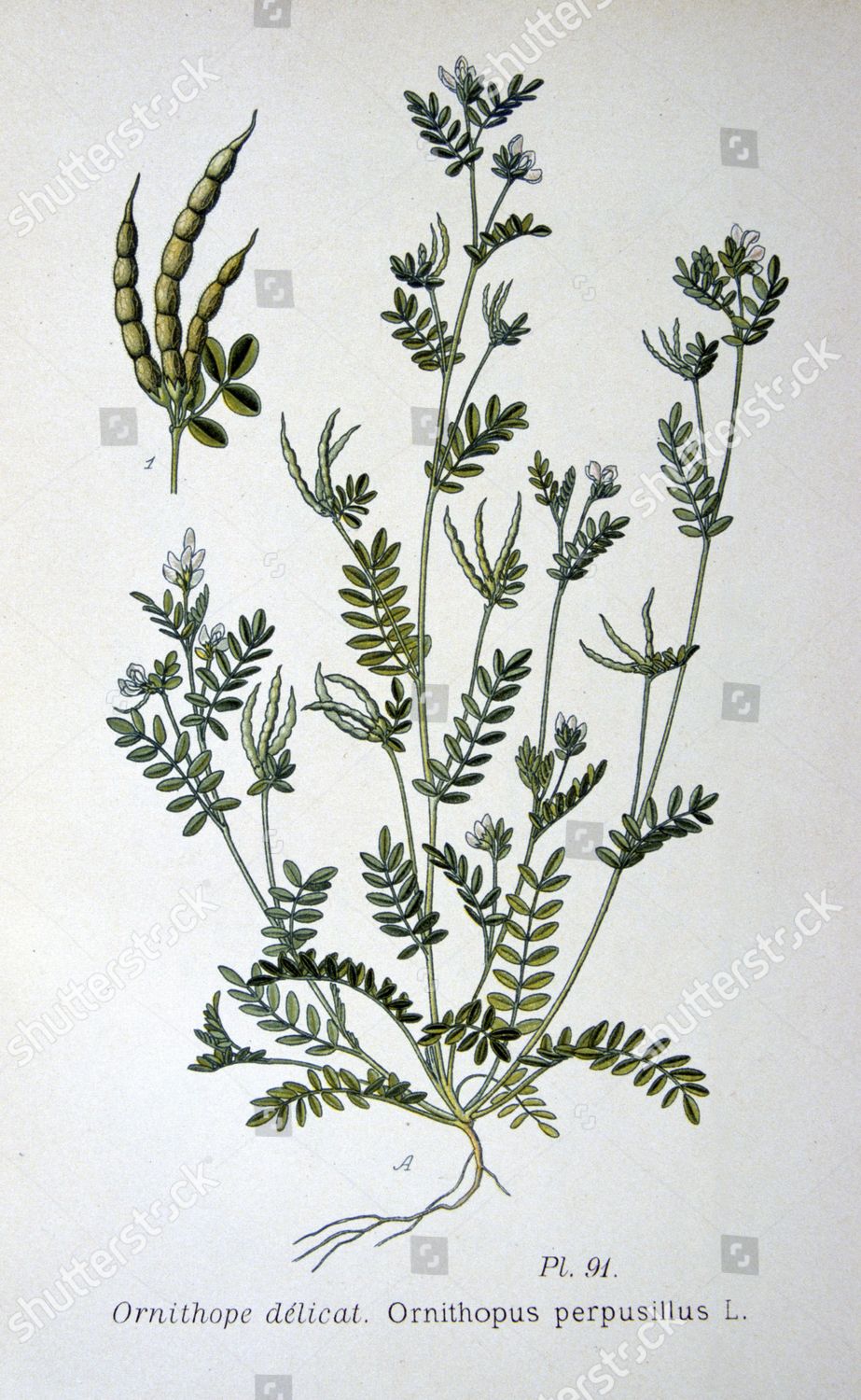 Common Birdsfoot Ornithopus Perpusillus Annual Plant Editorial Stock ...