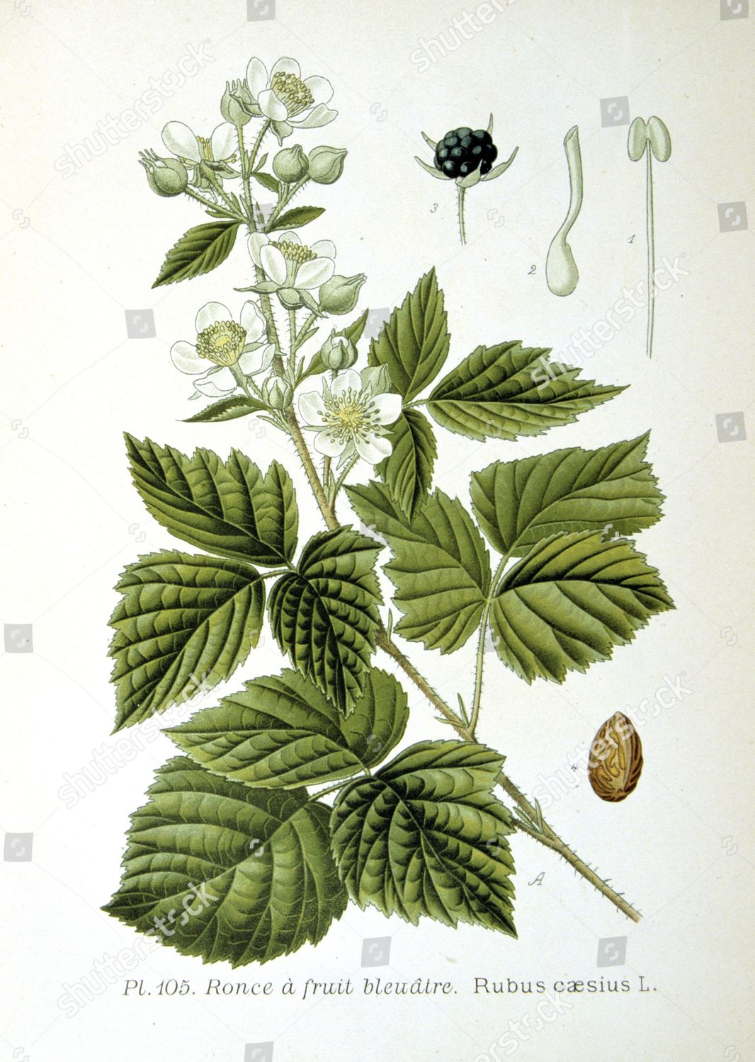 European Dewberry Rubus Caesius Sprig Flower Editorial Stock Photo ...