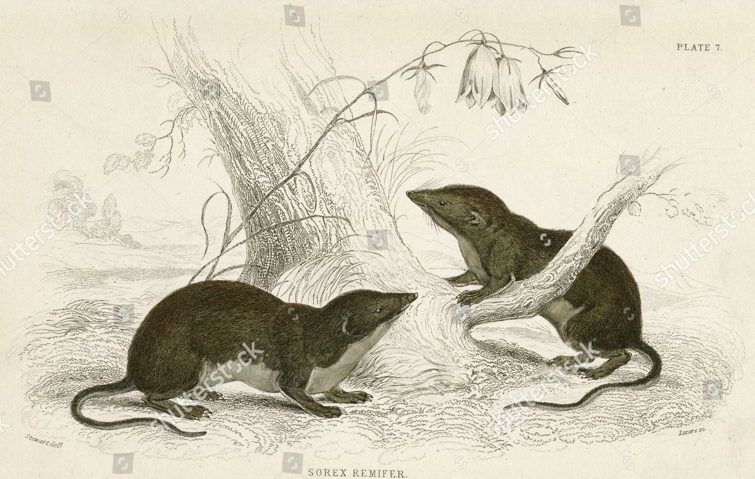 Two Shrews Editorial Stock Photo - Stock Image | Shutterstock