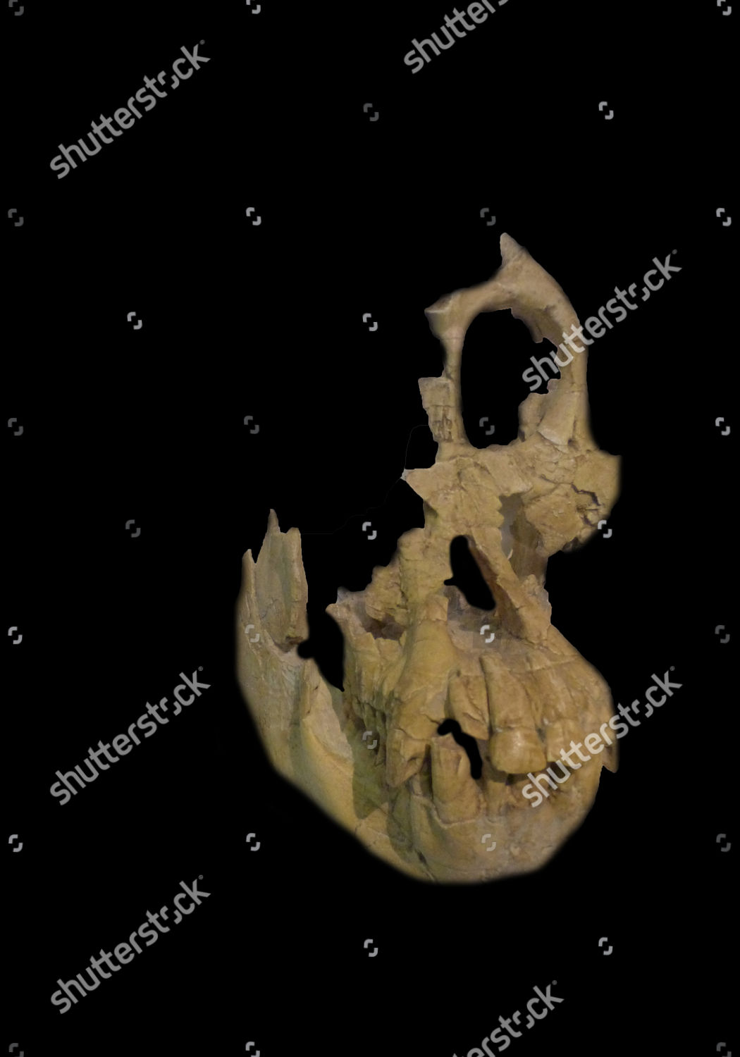 Fragment Sivapithecus Sivalensis Scull Editorial Stock Photo - Stock ...