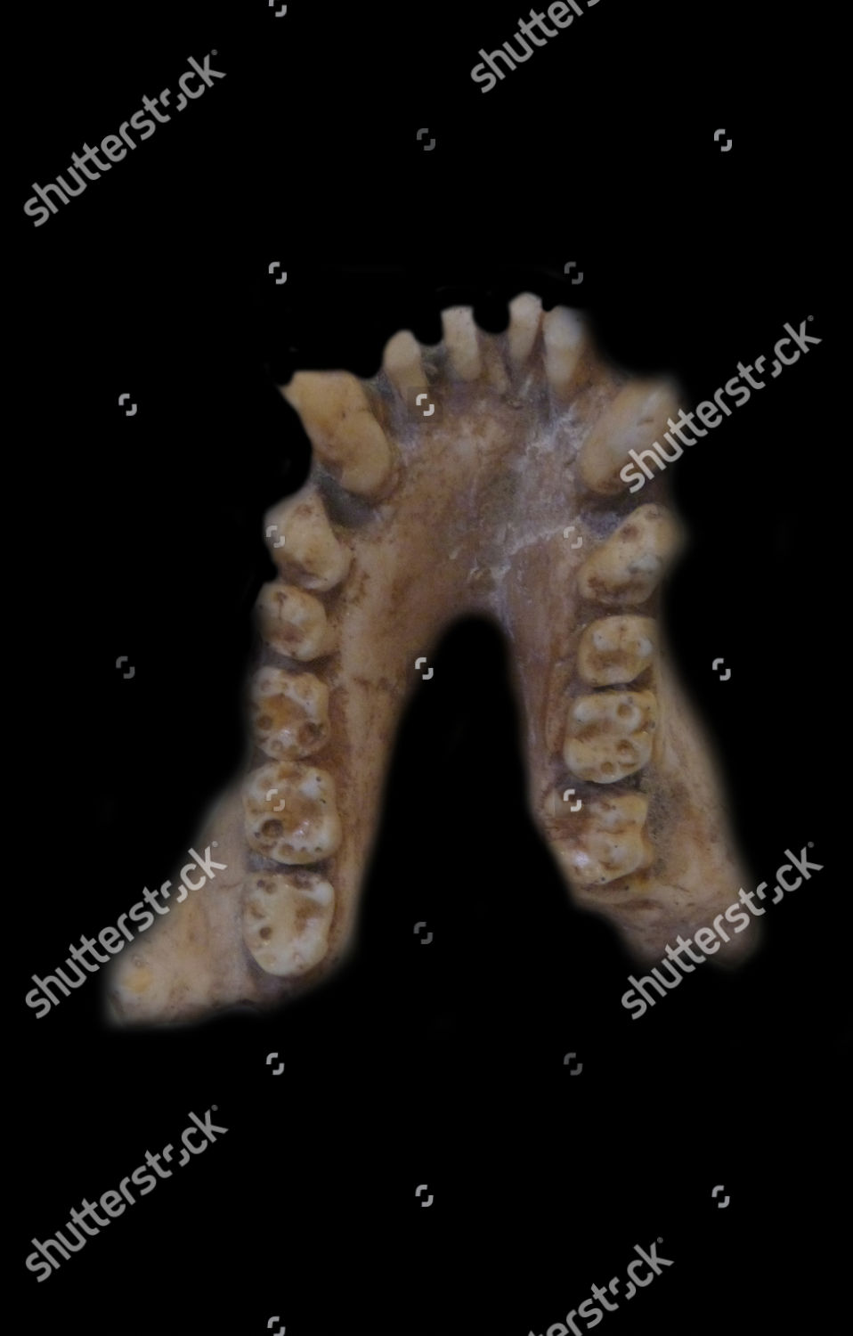 Part Lower Jaw Dryopithecus Fontani Editorial Stock Photo - Stock Image ...