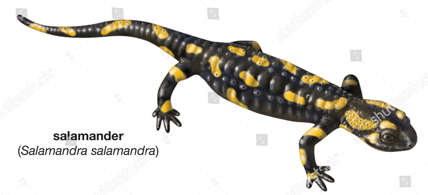 Common Fire Salamander Salamandra Salamandra Editorial Stock Photo ...