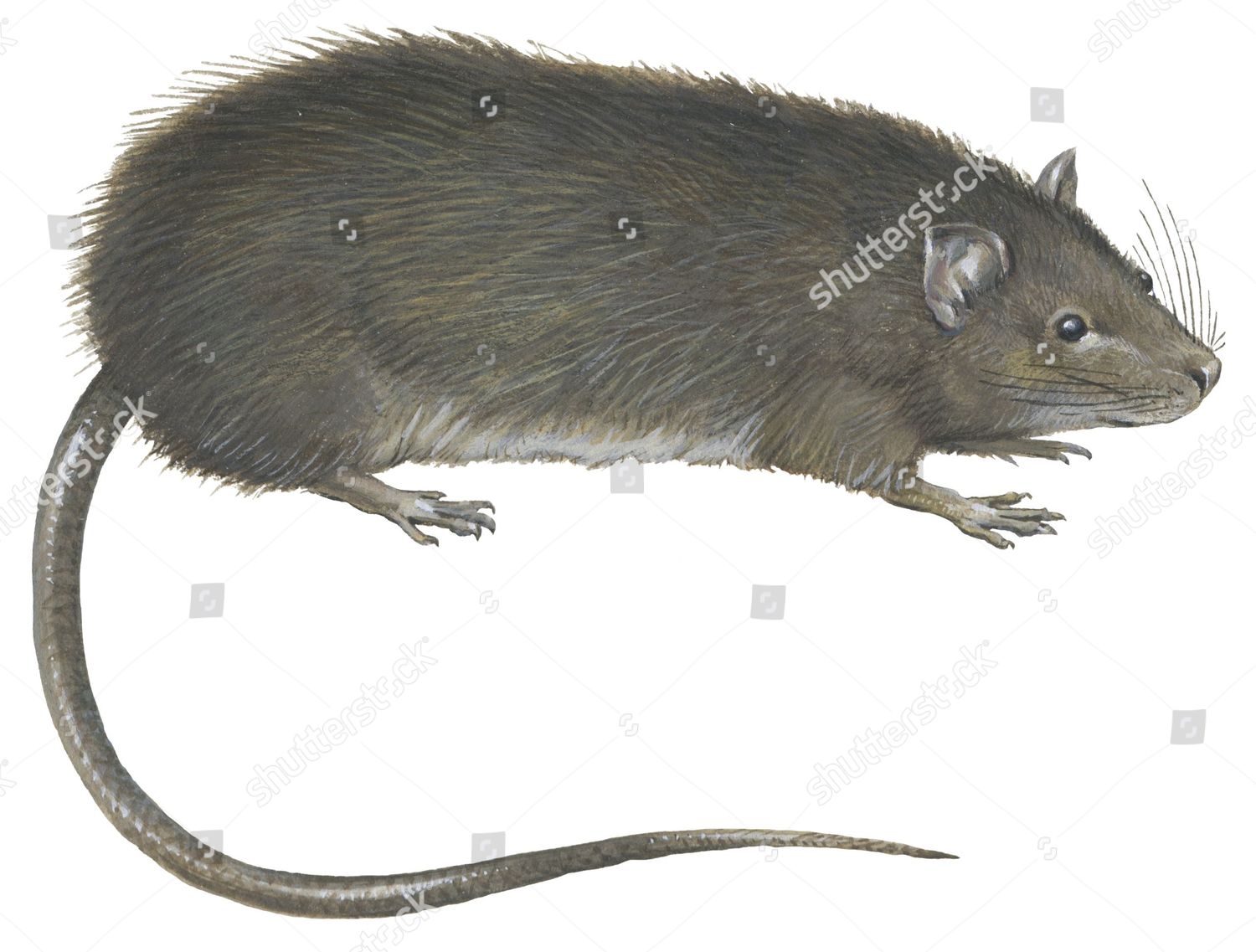 Greater Bandicoot Rat Editorial Stock Photo - Stock Image | Shutterstock