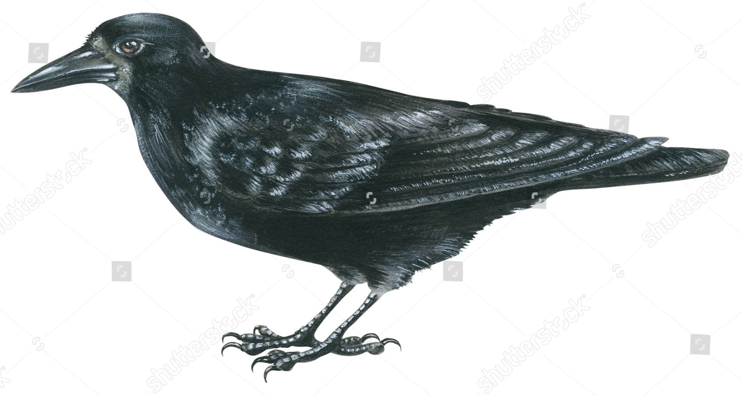 Rook Editorial Stock Photo - Stock Image | Shutterstock