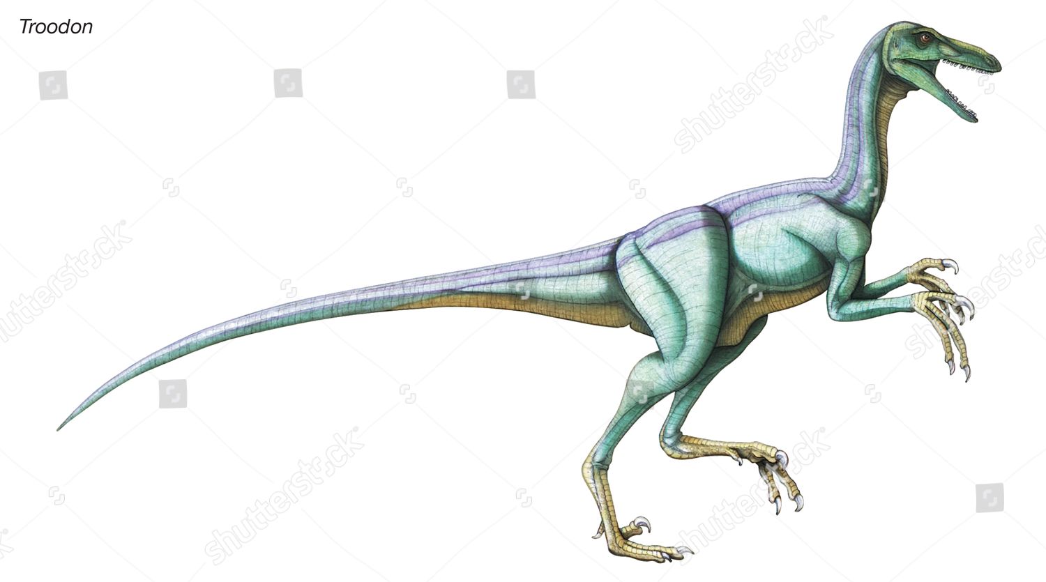 Troodon Wounding Tooth Late Cretaceous Dinosaur Editorial Stock Photo ...