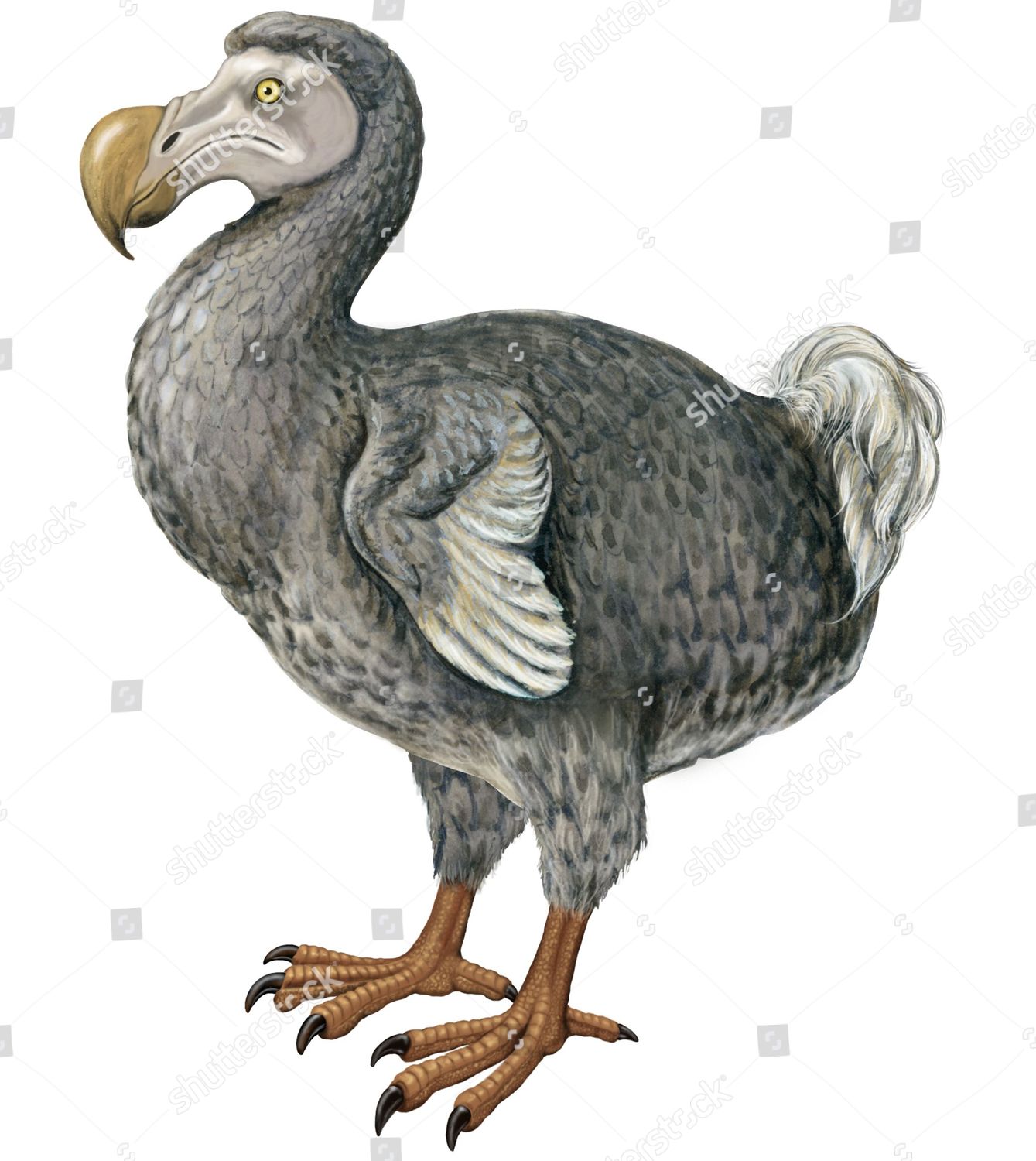Dodo Raphus Cucullatus Editorial Stock Photo - Stock Image | Shutterstock