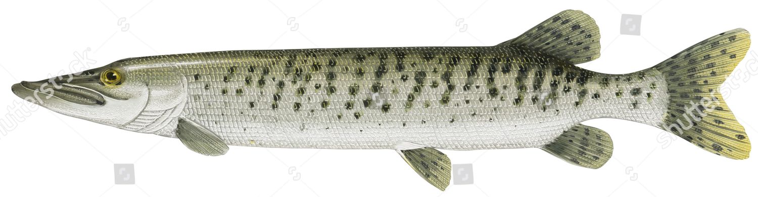 Muskellunge Editorial Stock Photo - Stock Image | Shutterstock