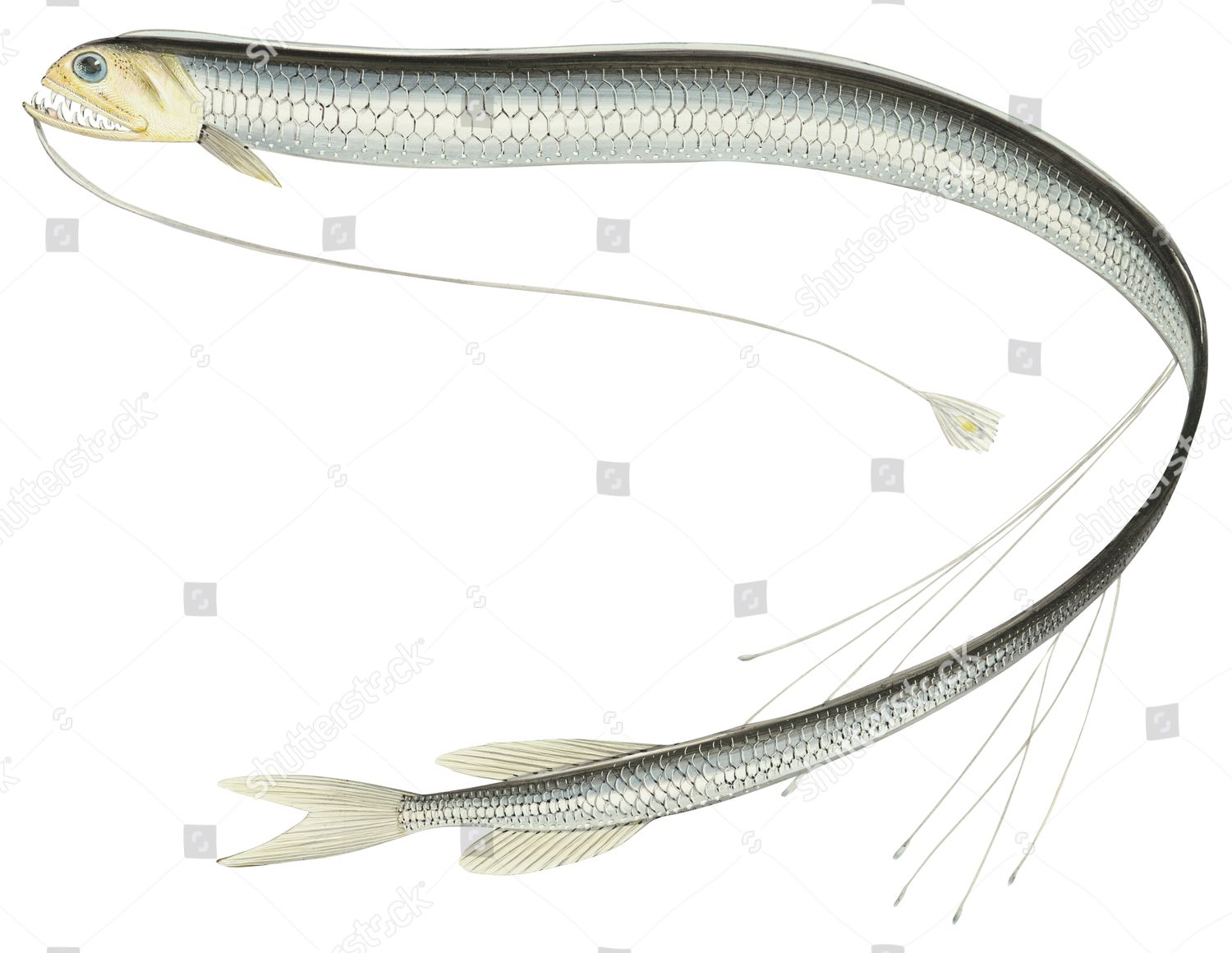 Scaly Dragonfish Editorial Stock Photo - Stock Image | Shutterstock