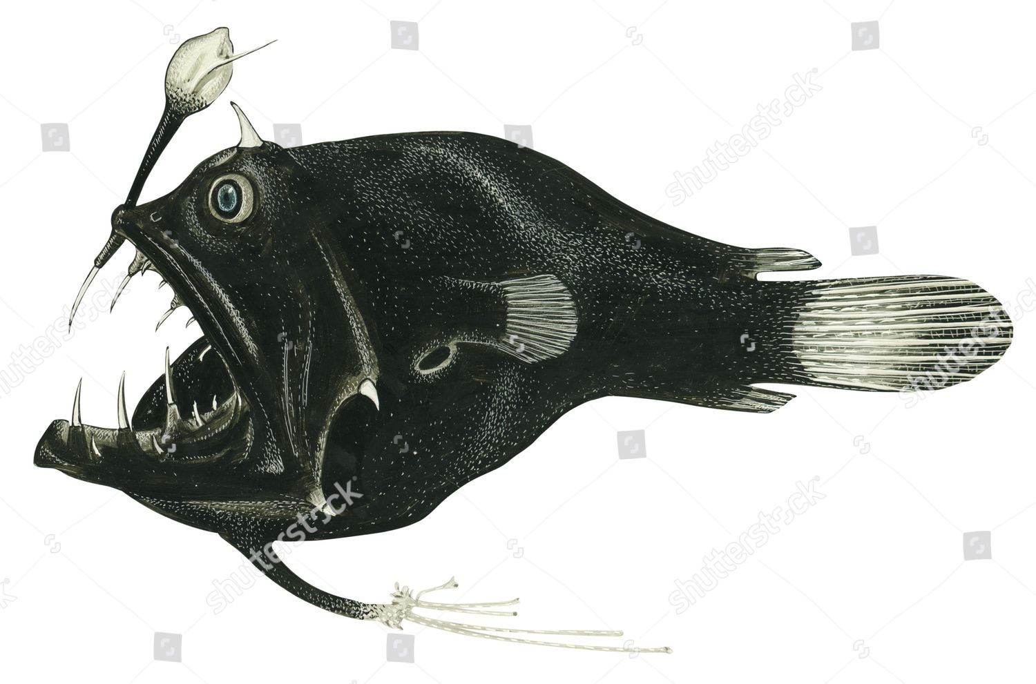 Linophryne Bicornis Editorial Stock Photo - Stock Image | Shutterstock