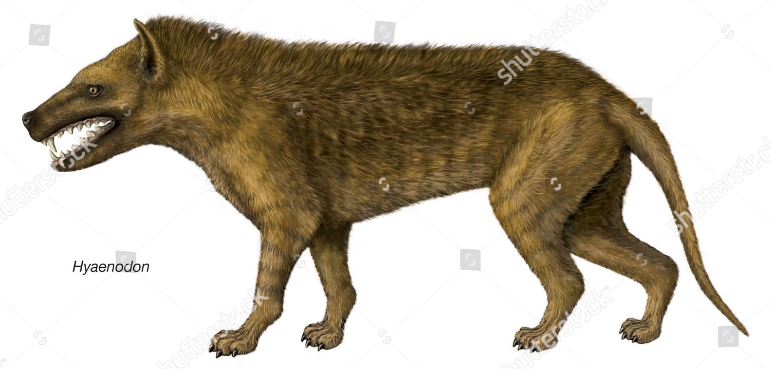 Depiction Extinct Genus Hyaenodon Editorial Stock Photo - Stock Image ...