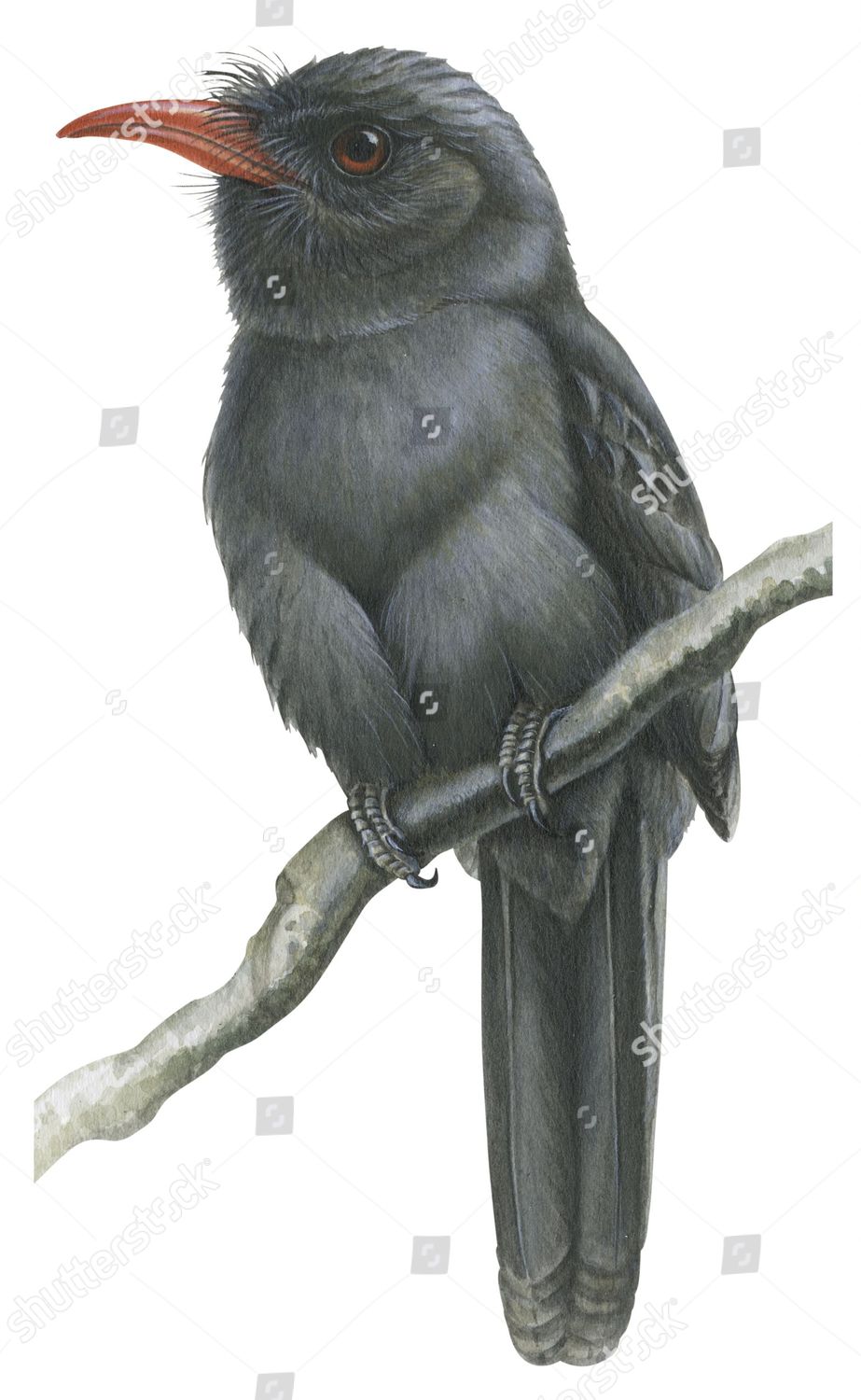 Blackfronted Nun Bird Editorial Stock Photo - Stock Image | Shutterstock