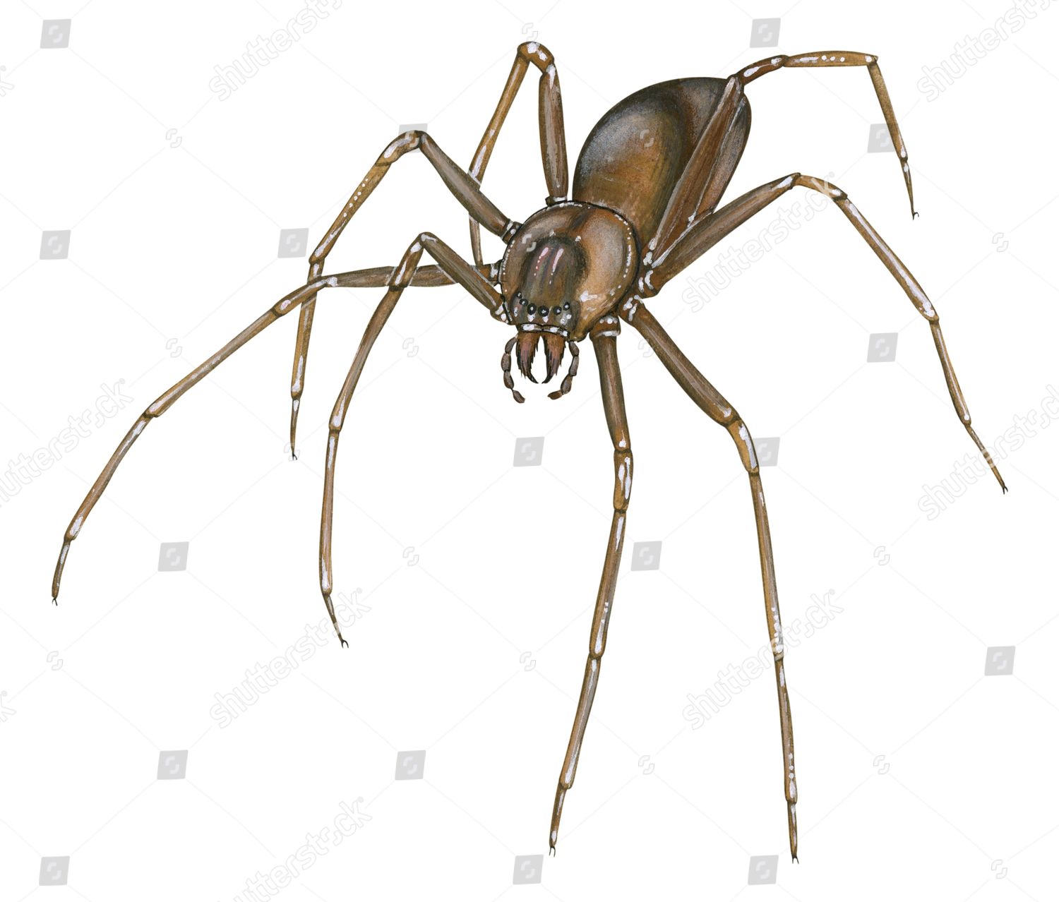 Brown Recluse Editorial Stock Photo - Stock Image | Shutterstock