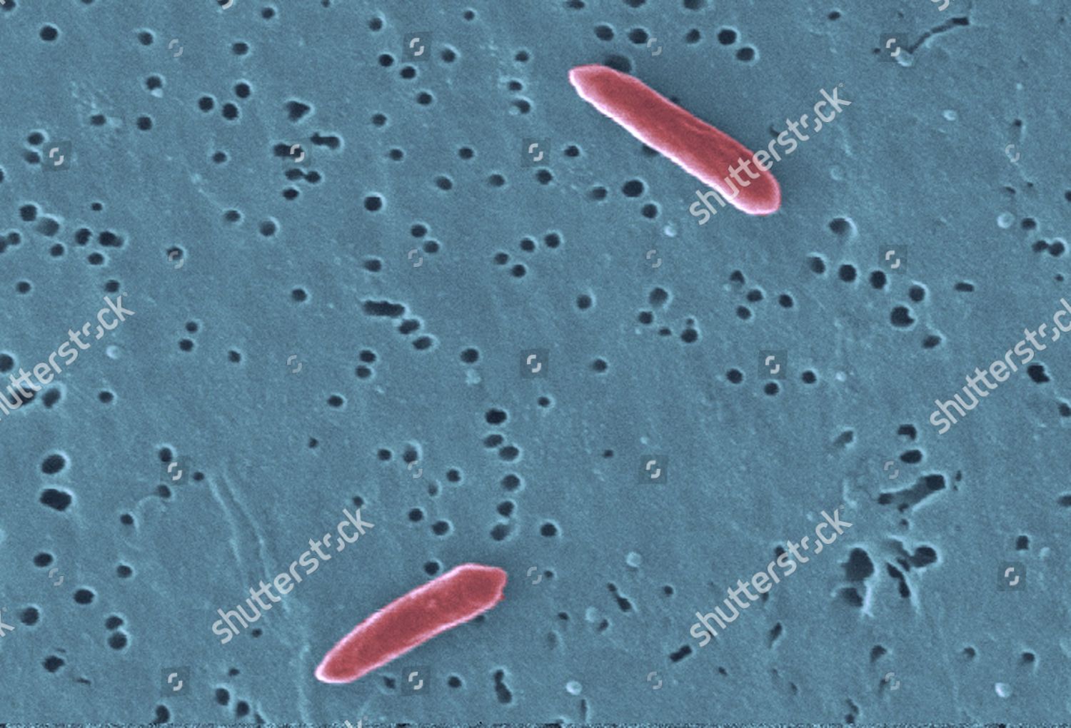 SEBALDELLA TERMITIDIS SEM Editorial Stock Photo - Stock Image ...