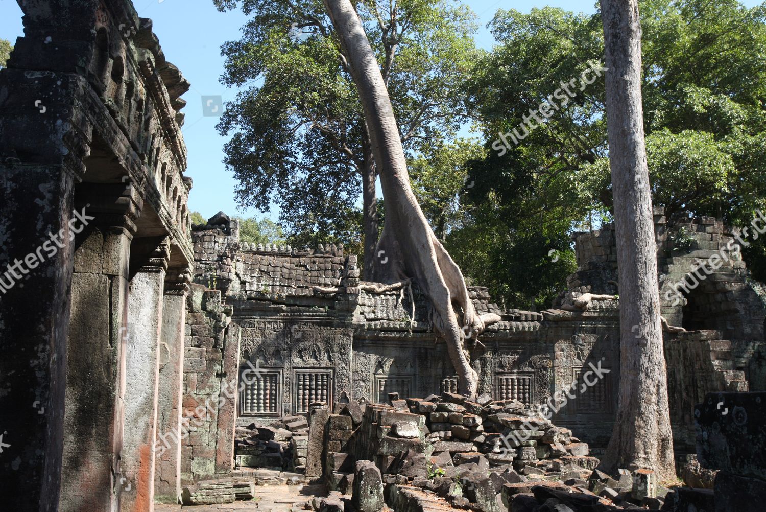 Strangler Fig Trees Creeping Lichens Devour Editorial Stock Photo ...