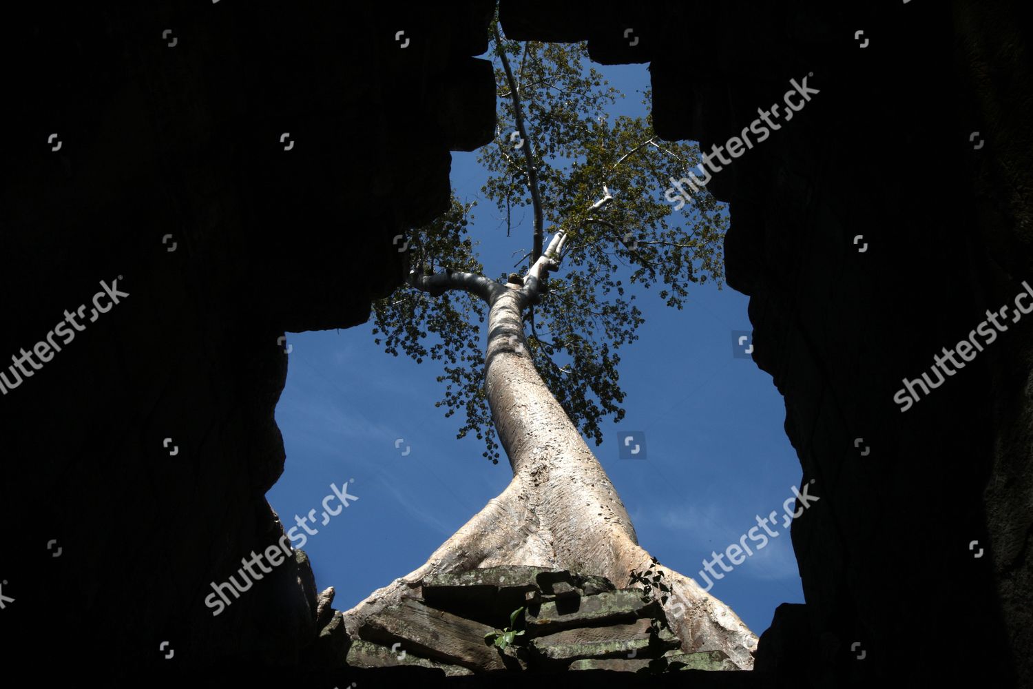 Strangler Fig Tree Devour Ruins Preah Editorial Stock Photo - Stock ...