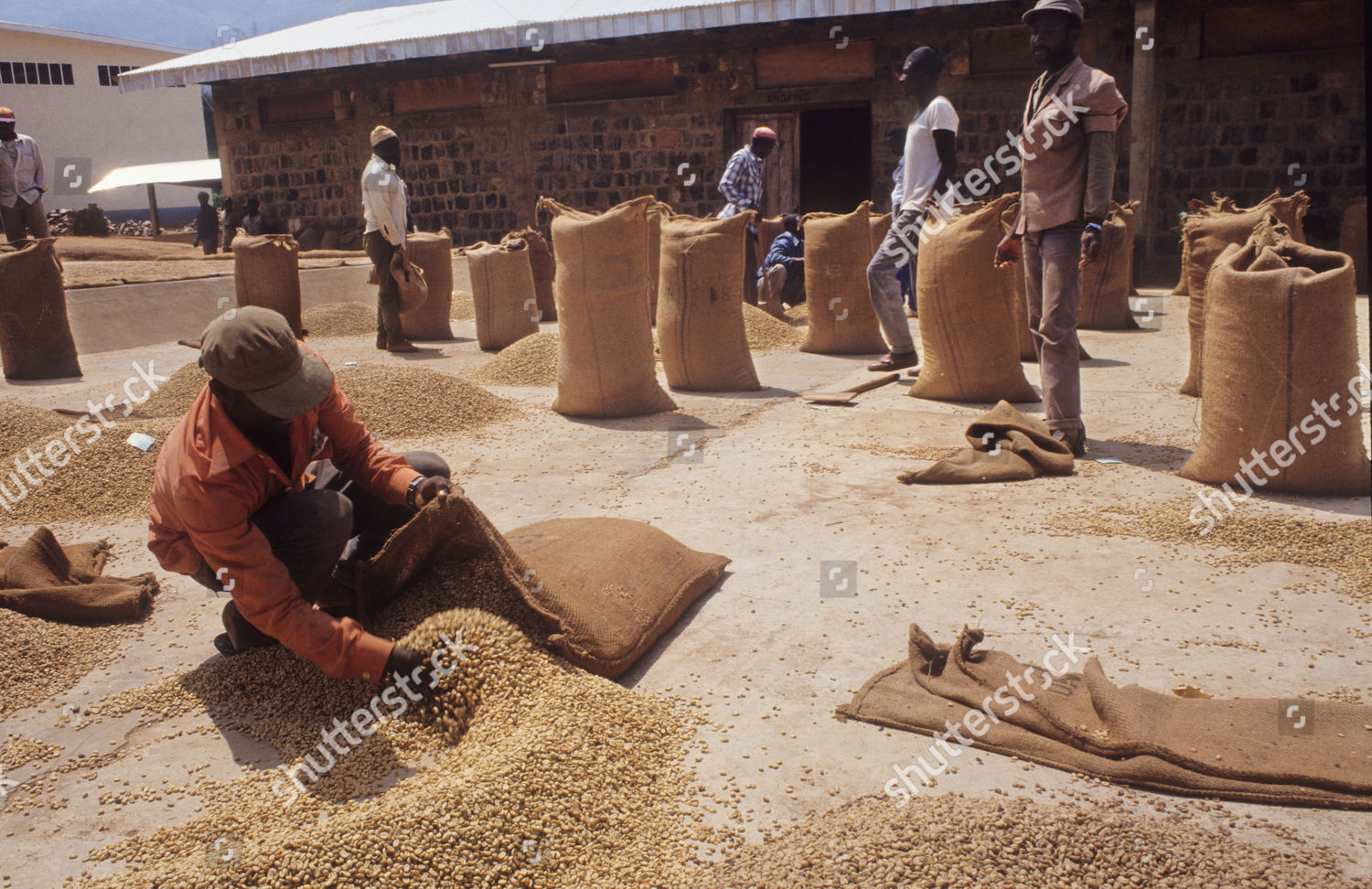 Grading Coffee Beans Cameroon Sw Province Editorial Stock Photo - Stock ...