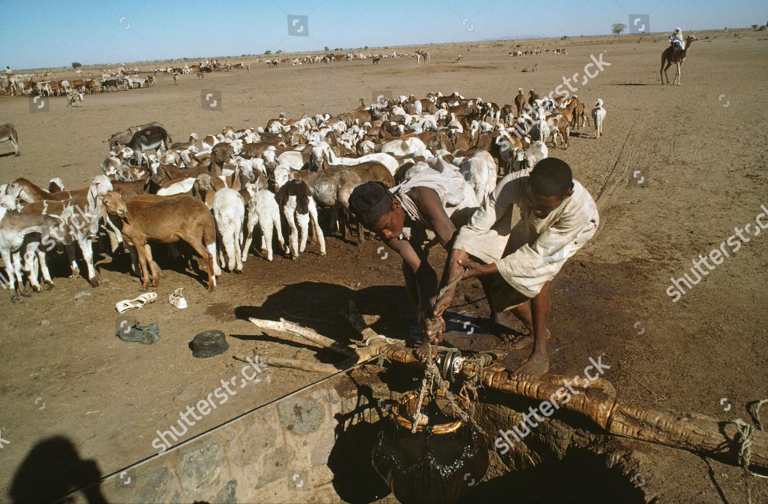 Livestock Sudan Kordofan Province Goats Sheep Editorial Stock Photo ...