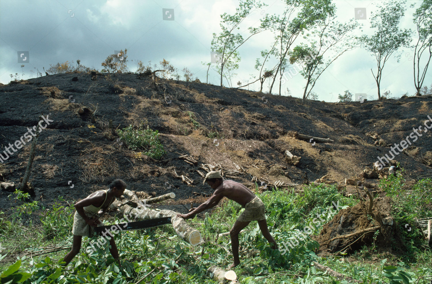 Deforestation Sri Lanka Cutting Down Unproductive Editorial Stock Photo ...