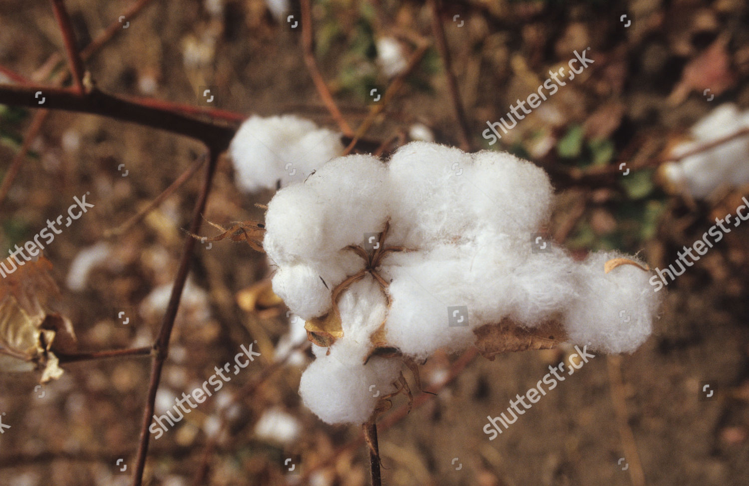 Cotton Pod Cameroon Vina Valley Vicinity Editorial Stock Photo - Stock ...