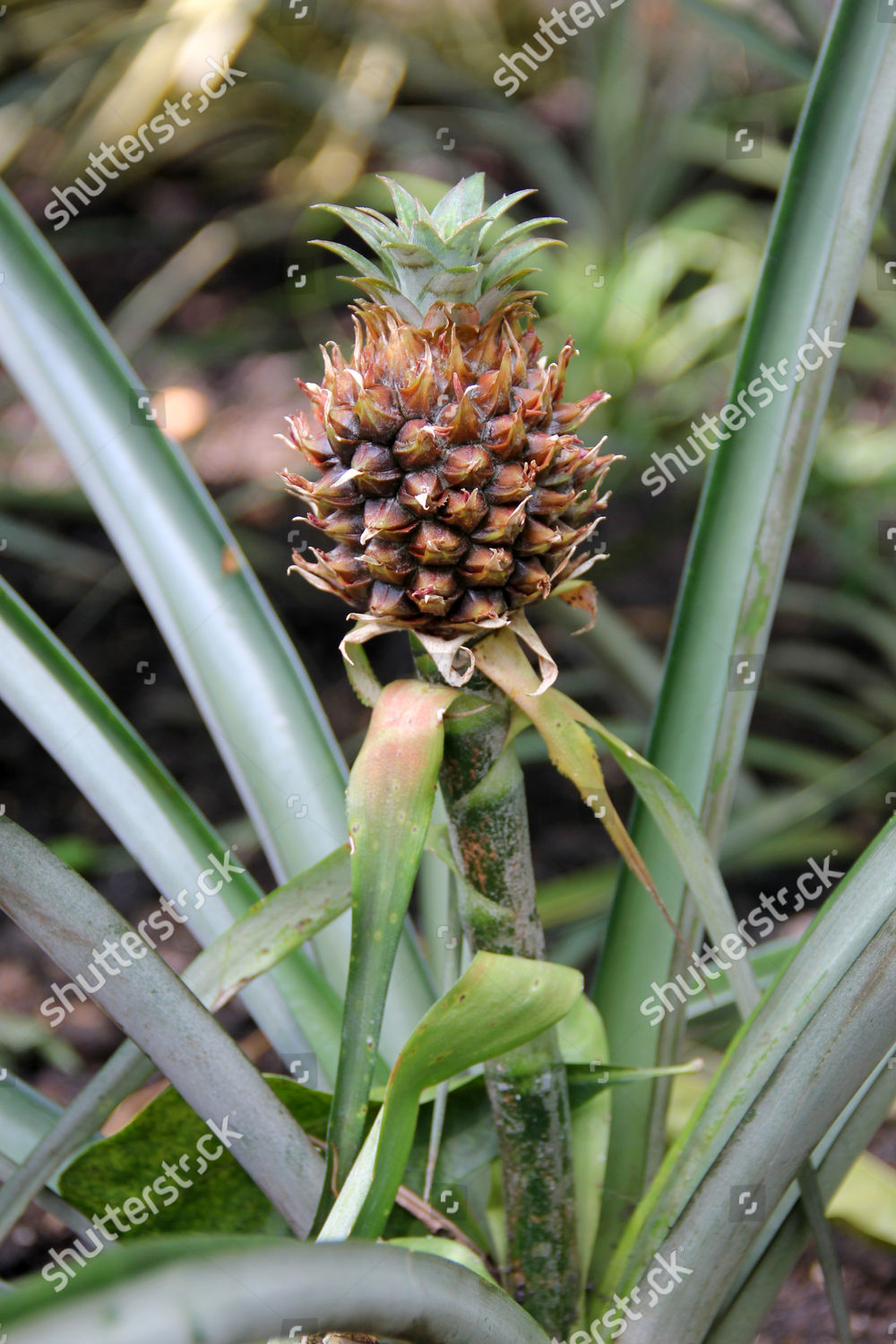 Pineapple Growing Kew Gardens London Britain Editorial Stock Photo ...