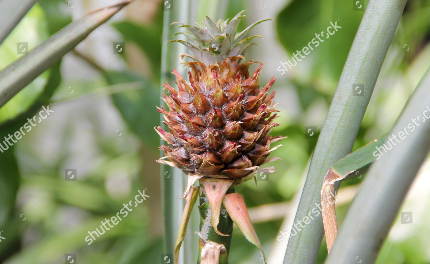 Pineapple Growing Kew Gardens London Britain Editorial Stock Photo ...