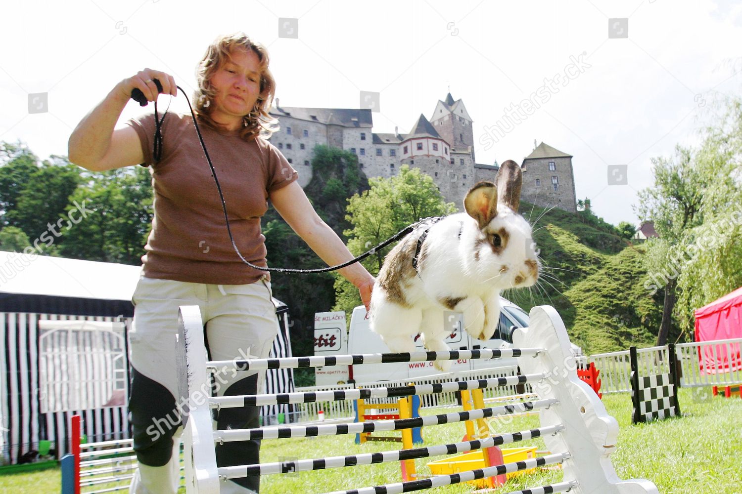 Rabbit Jumping Over Hurdle Editorial Stock Photo - Stock Image ...