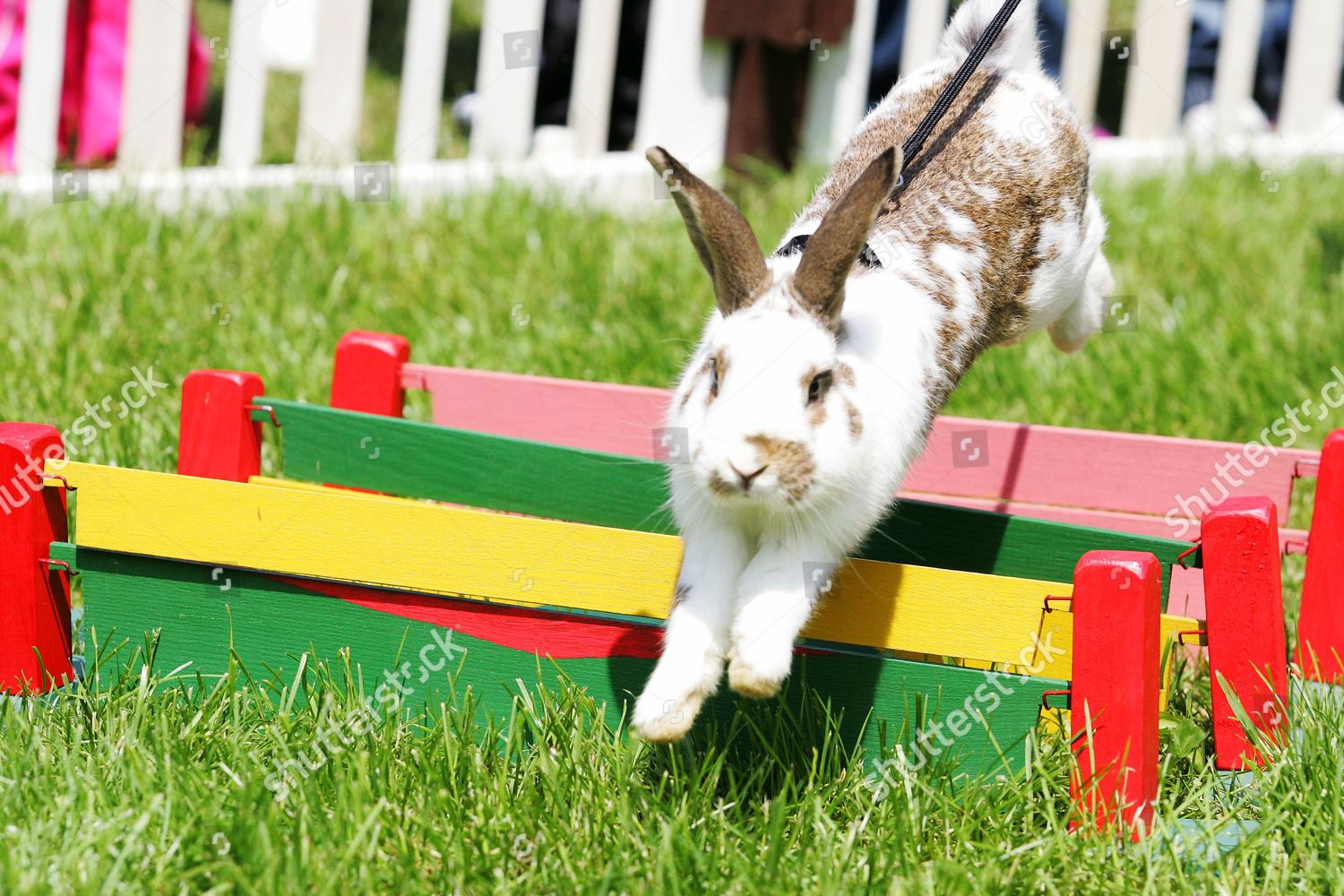 Rabbit Jumping Over Hurdle Editorial Stock Photo - Stock Image ...