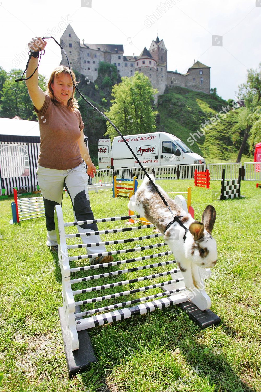 Rabbit Jumping Over Hurdle Editorial Stock Photo - Stock Image ...