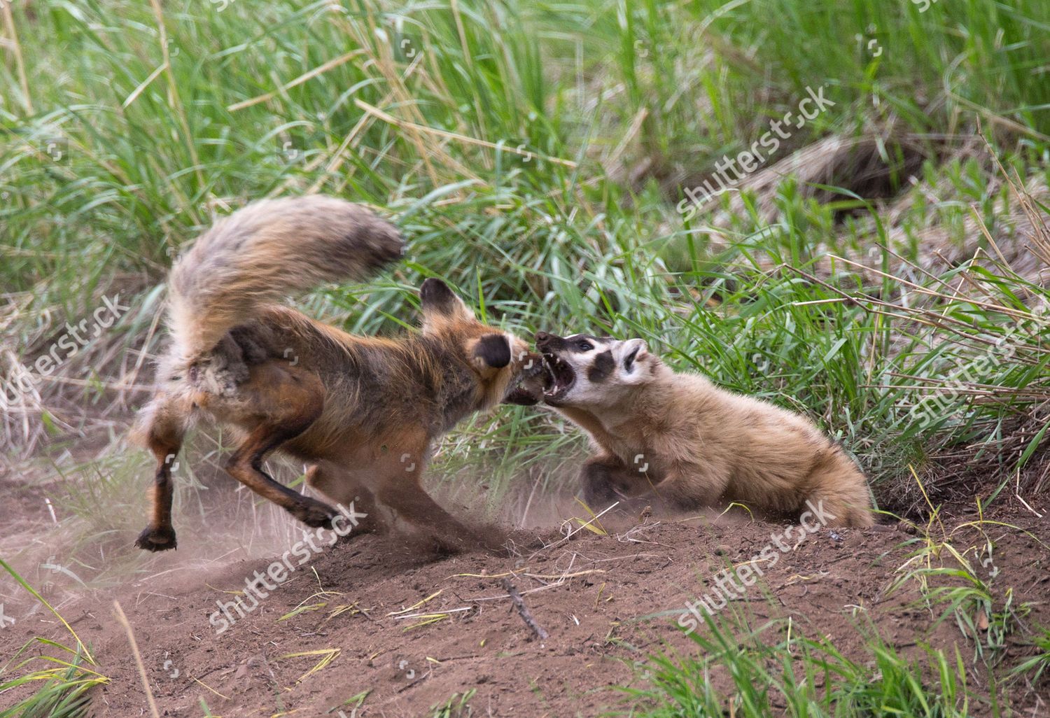 Vixen Badger Fight Editorial Stock Photo - Stock Image | Shutterstock