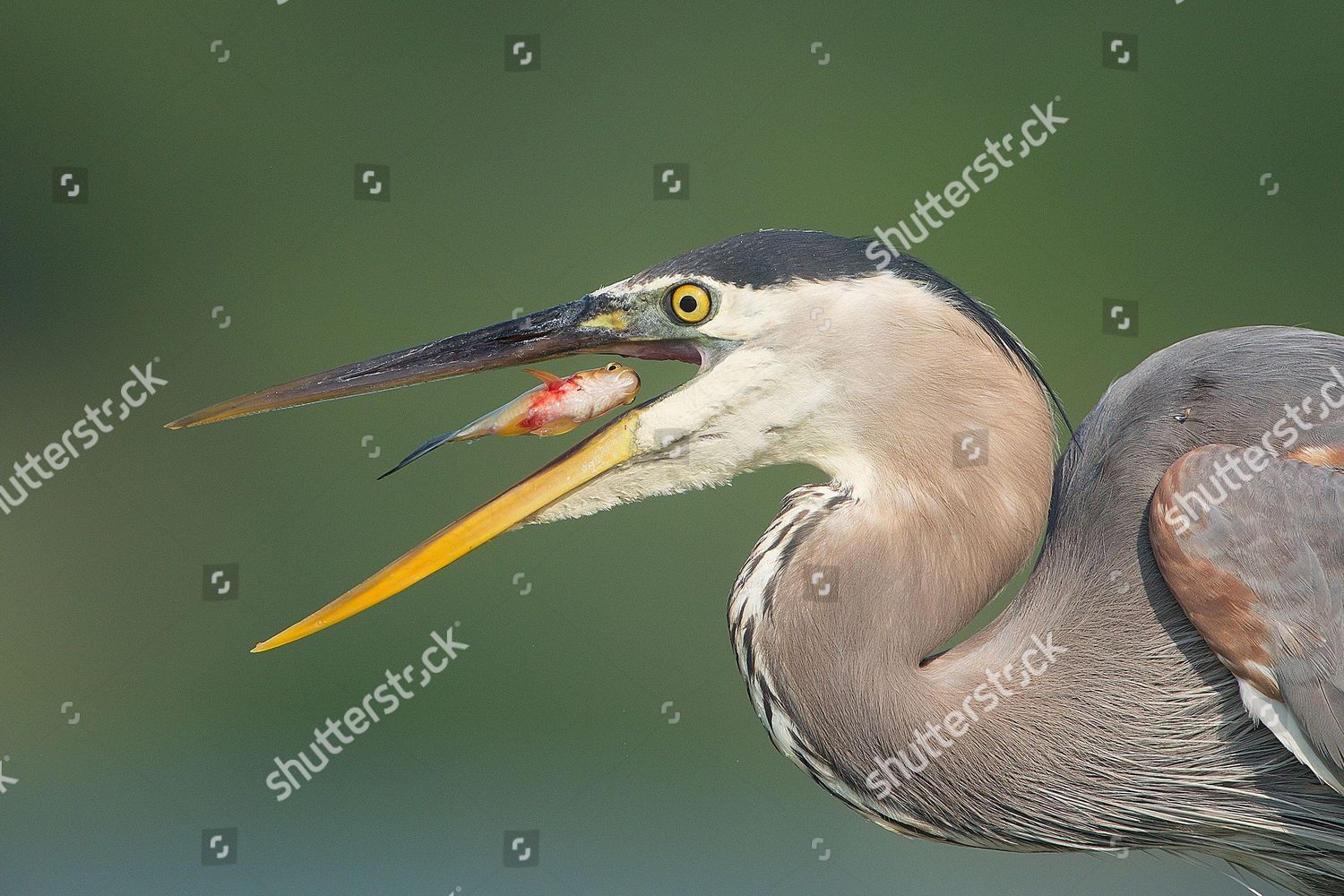 Great Blue Heron Eating Fish Editorial Stock Photo - Stock Image ...