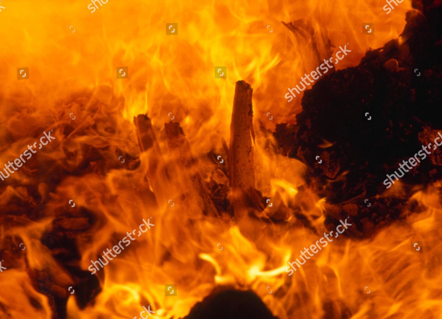 Cattle Being Burned Incinerator Editorial Stock Photo - Stock Image ...