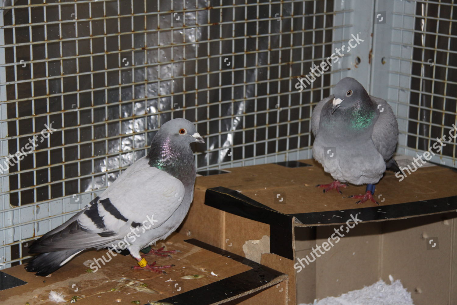 Gregory Cecil Pigeons Their Makeshift Aviary Editorial Stock Photo ...