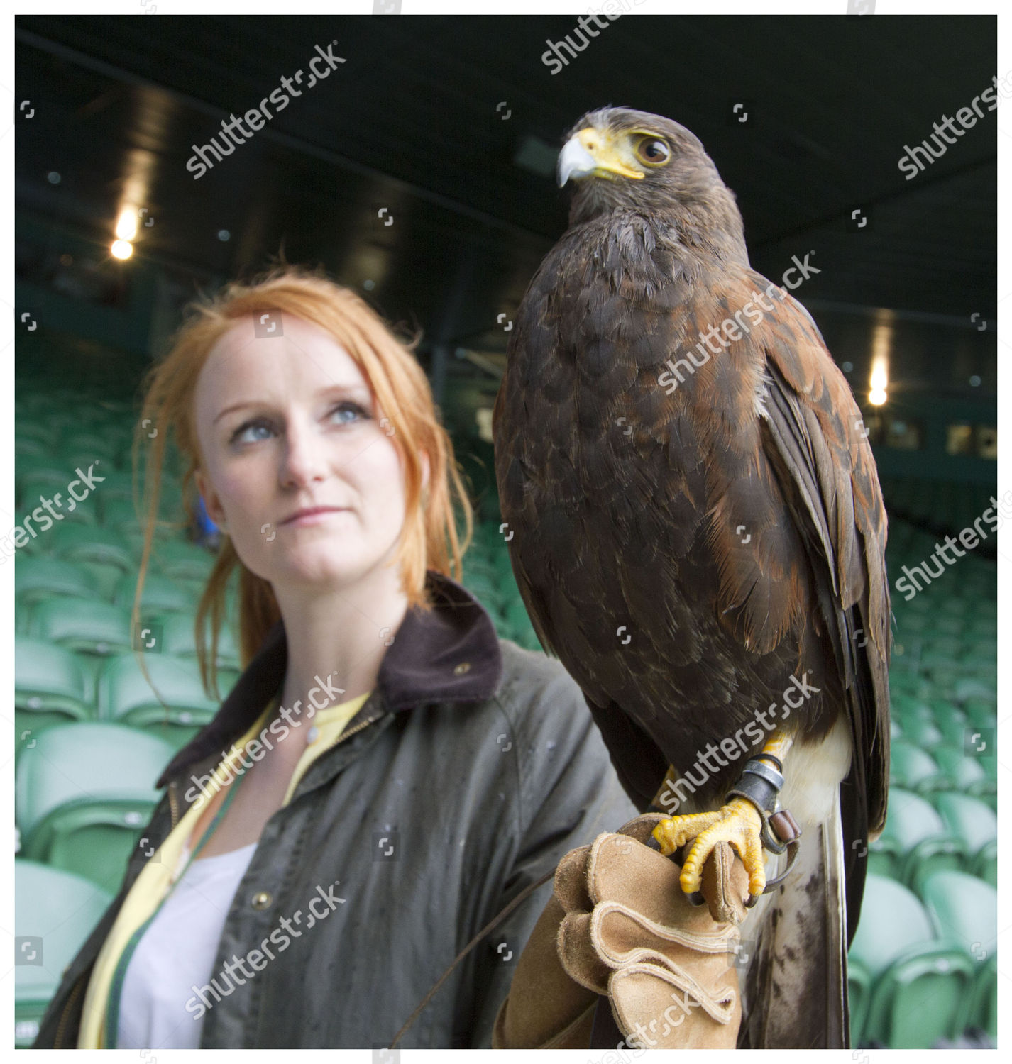 Bird Handler Imogen Davis Rufus Hawk Editorial Stock Photo - Stock ...