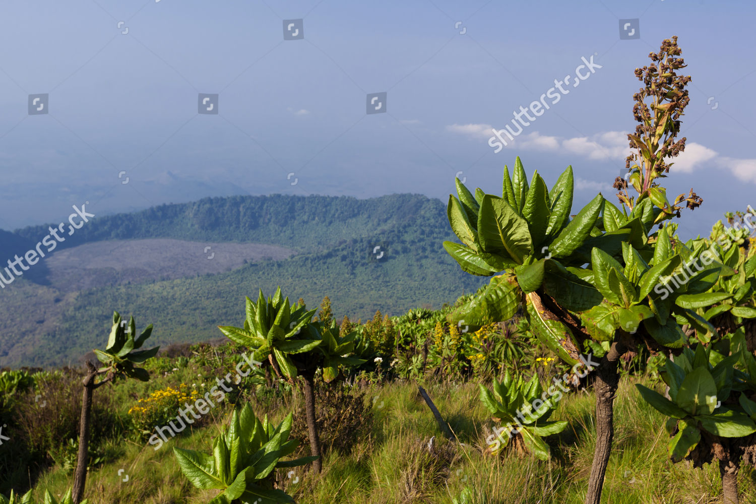 African Highland Vegetation On Slopes Mount Editorial Stock Photo ...