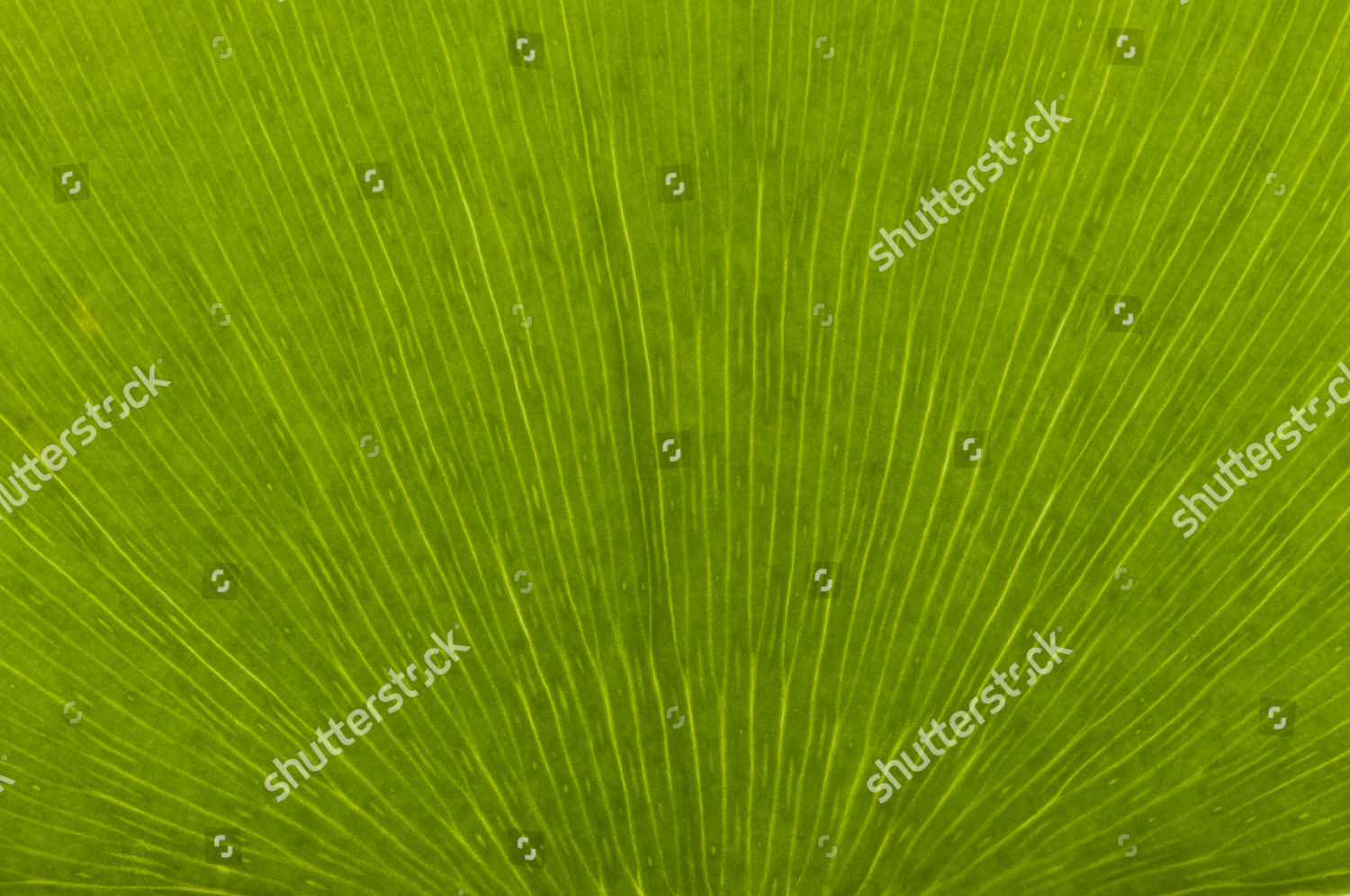 Leaf Structure Ginkgo Ginkgo Biloba Detail Editorial Stock Photo ...