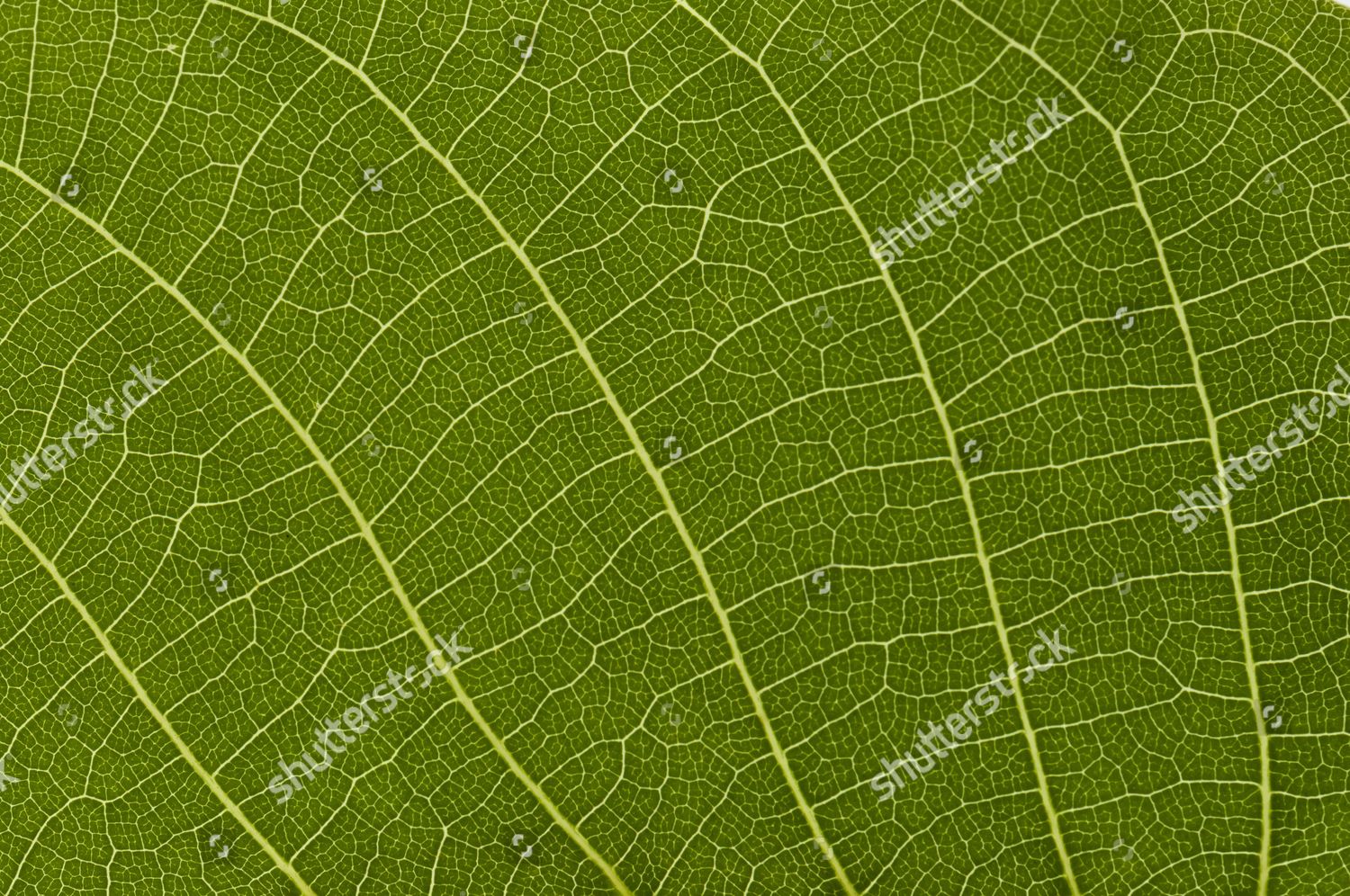 Leaf Structure Persian Walnut Common Walnut Editorial Stock Photo ...
