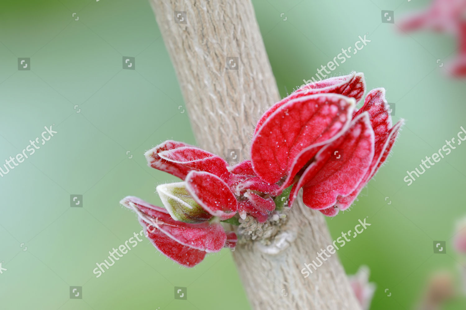 Goethea Goethea Cauliflora Flower Occurrence Brazil Editorial Stock ...